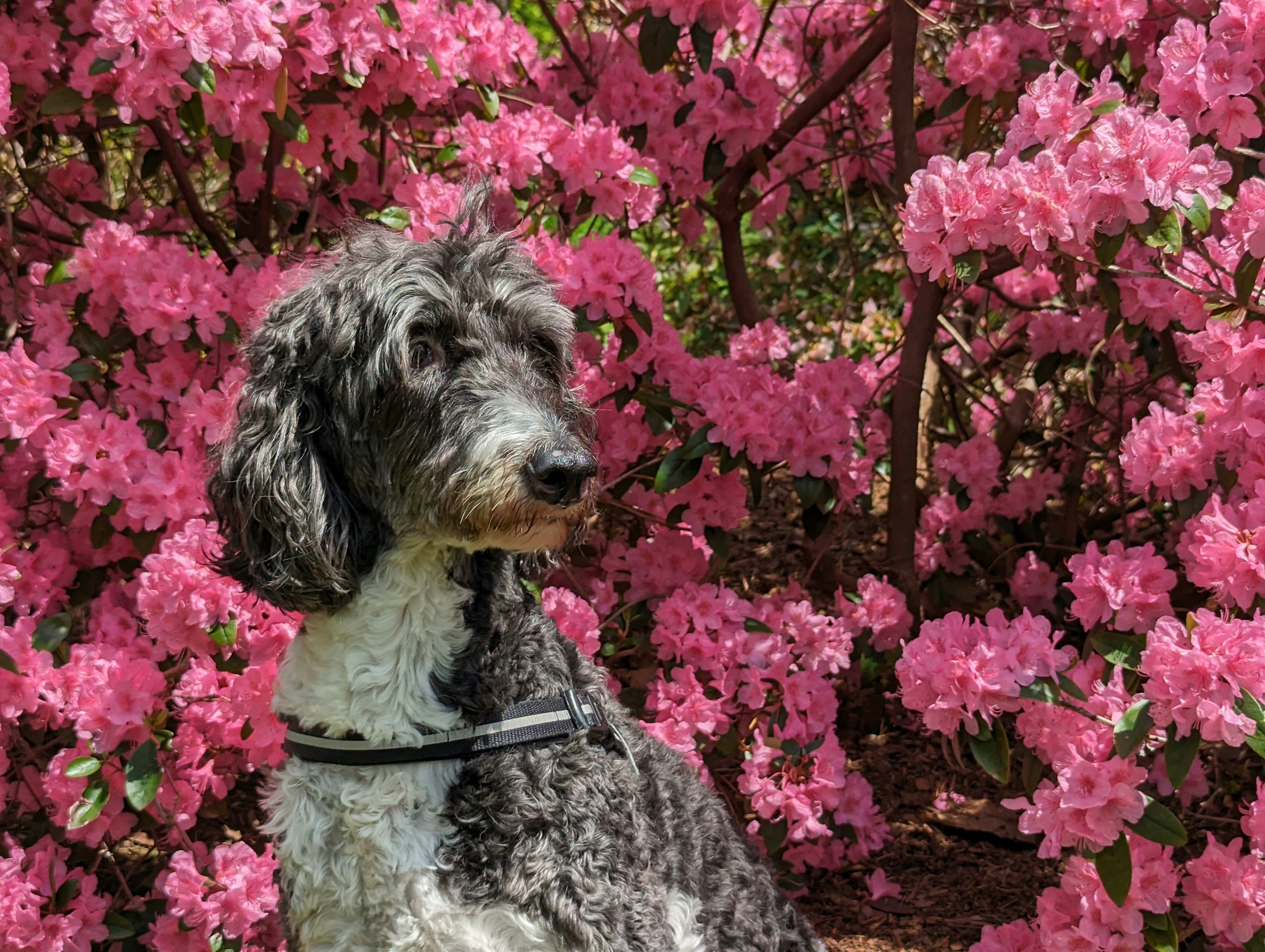 Lilac Bloomed Companion: a calm dog among vibrant blossoms