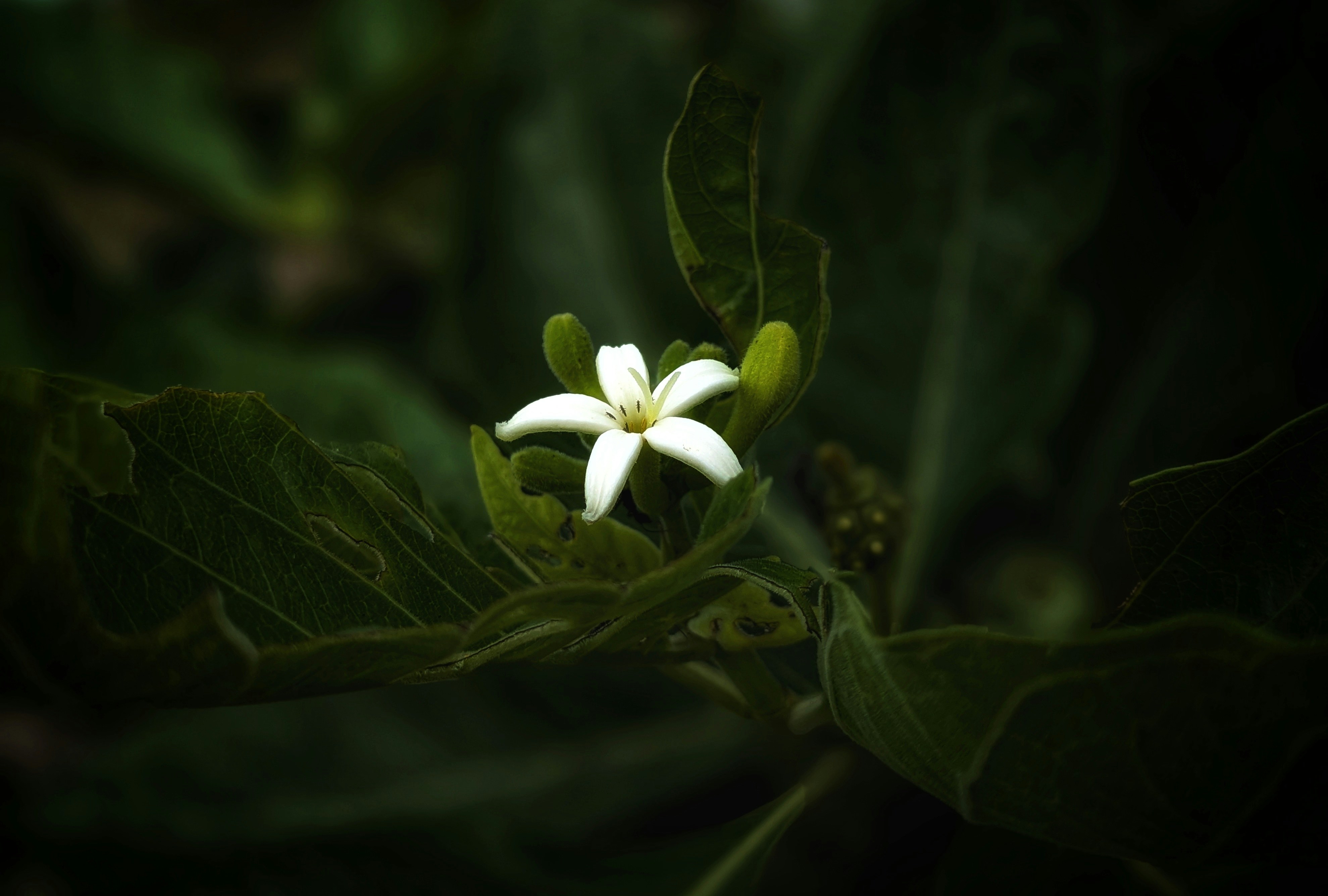 Petal in Velvet Green: a Quiet Bloom in Shade