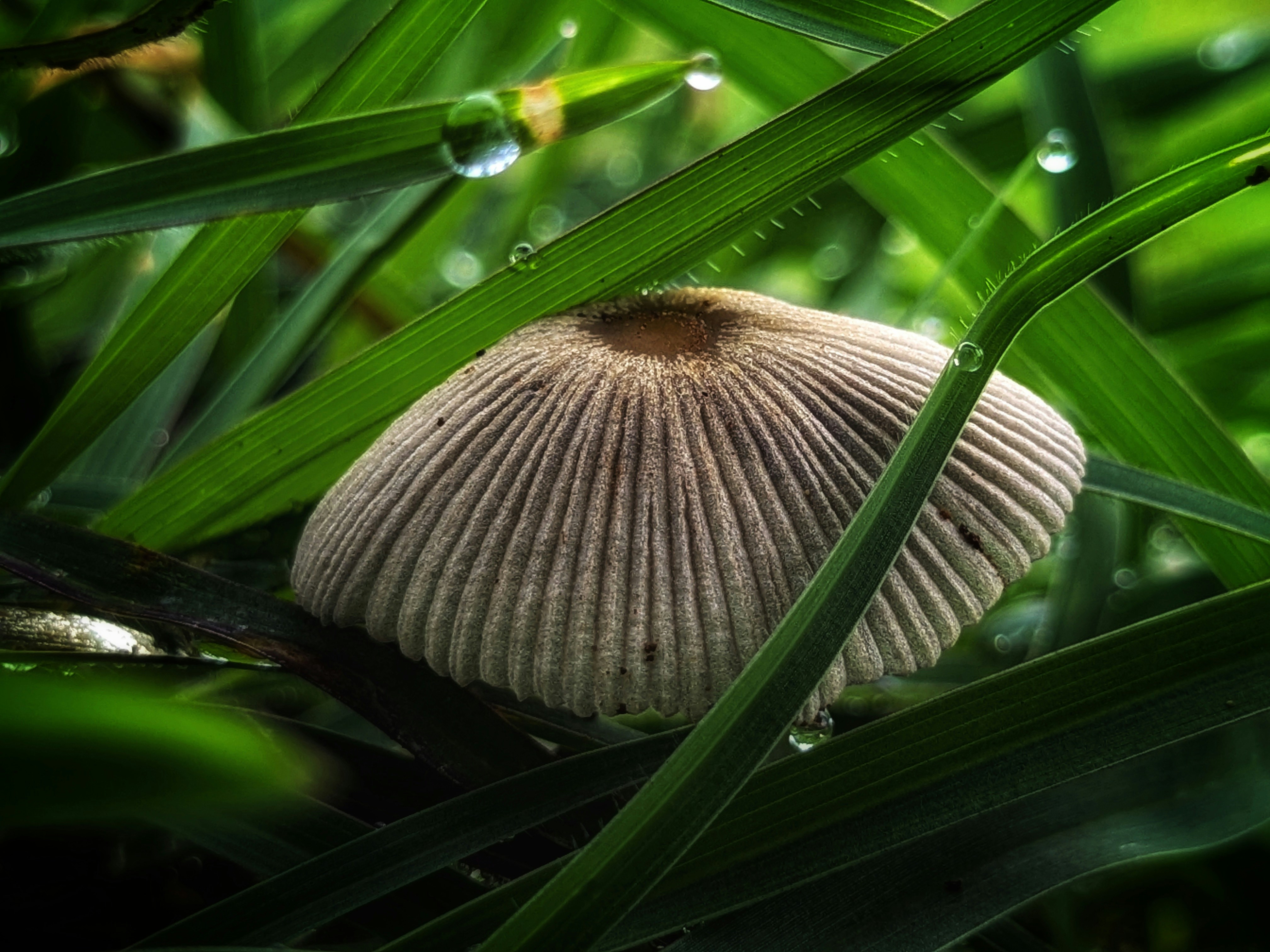 Mossy Micro-Spotlight: A Shroom Crowned by Dew-Kissed Blades