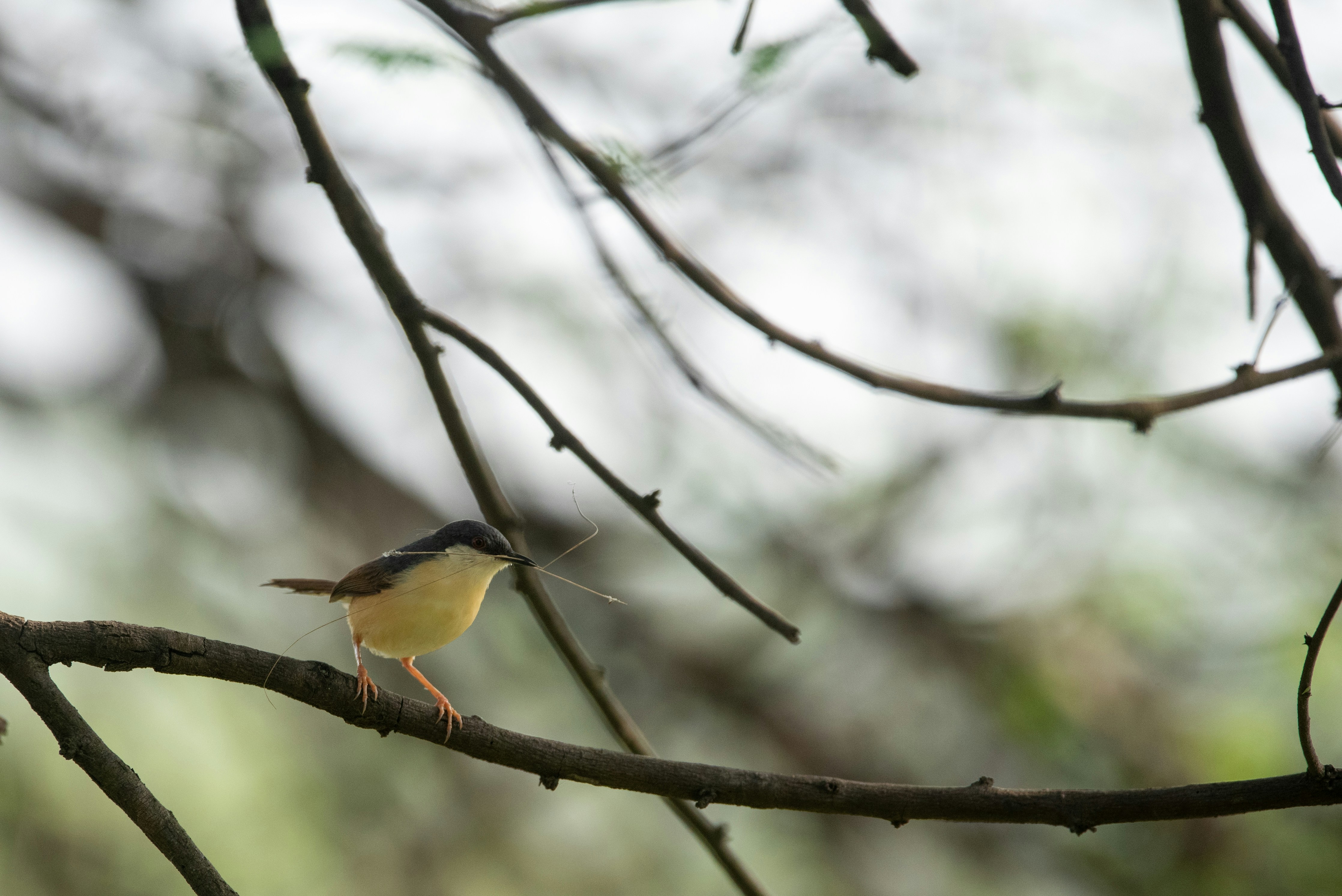 A small bird sitting on a branch of a tree