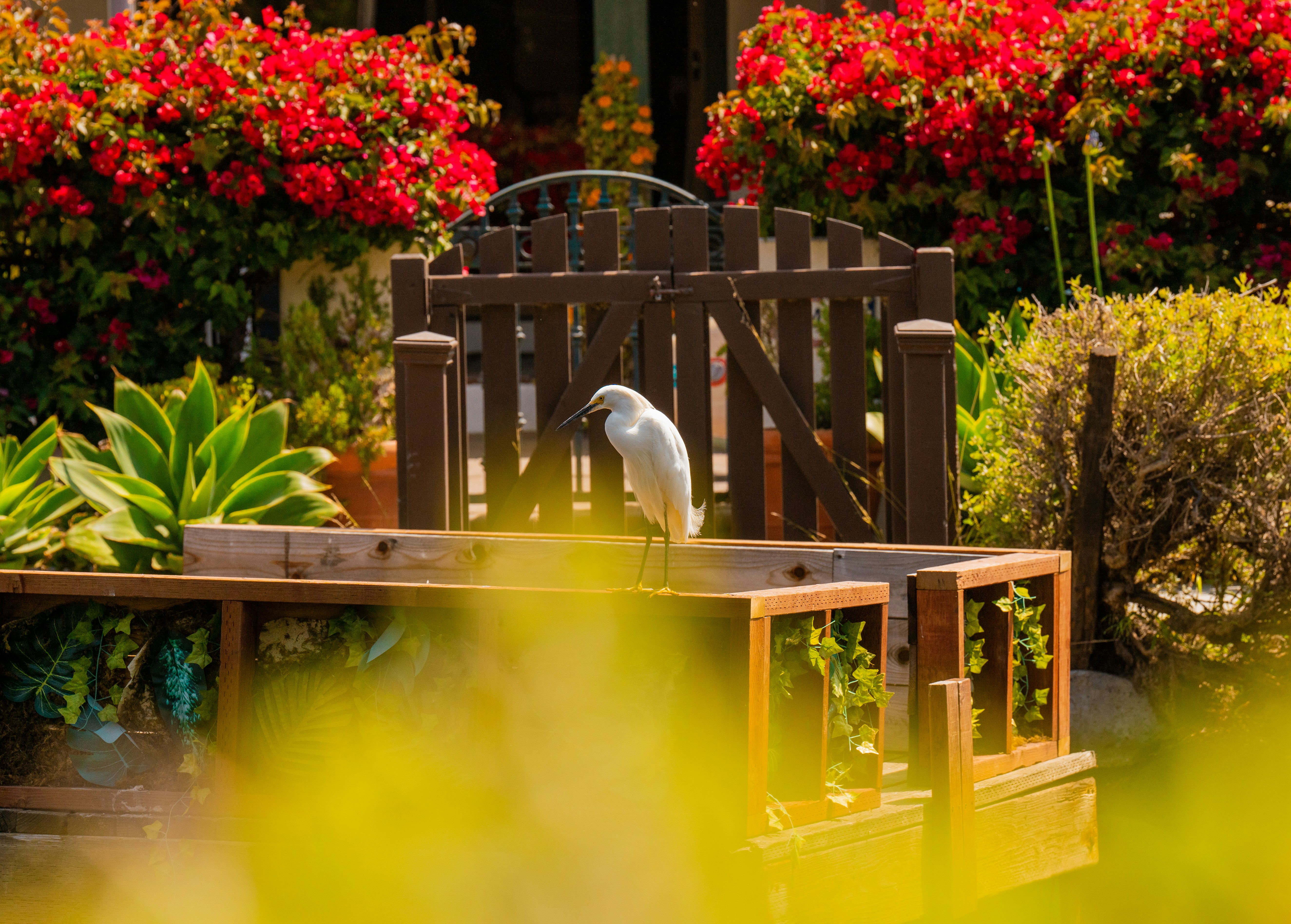 White Egret Perched on a Garden Table Surrounded by Crimson Blooms