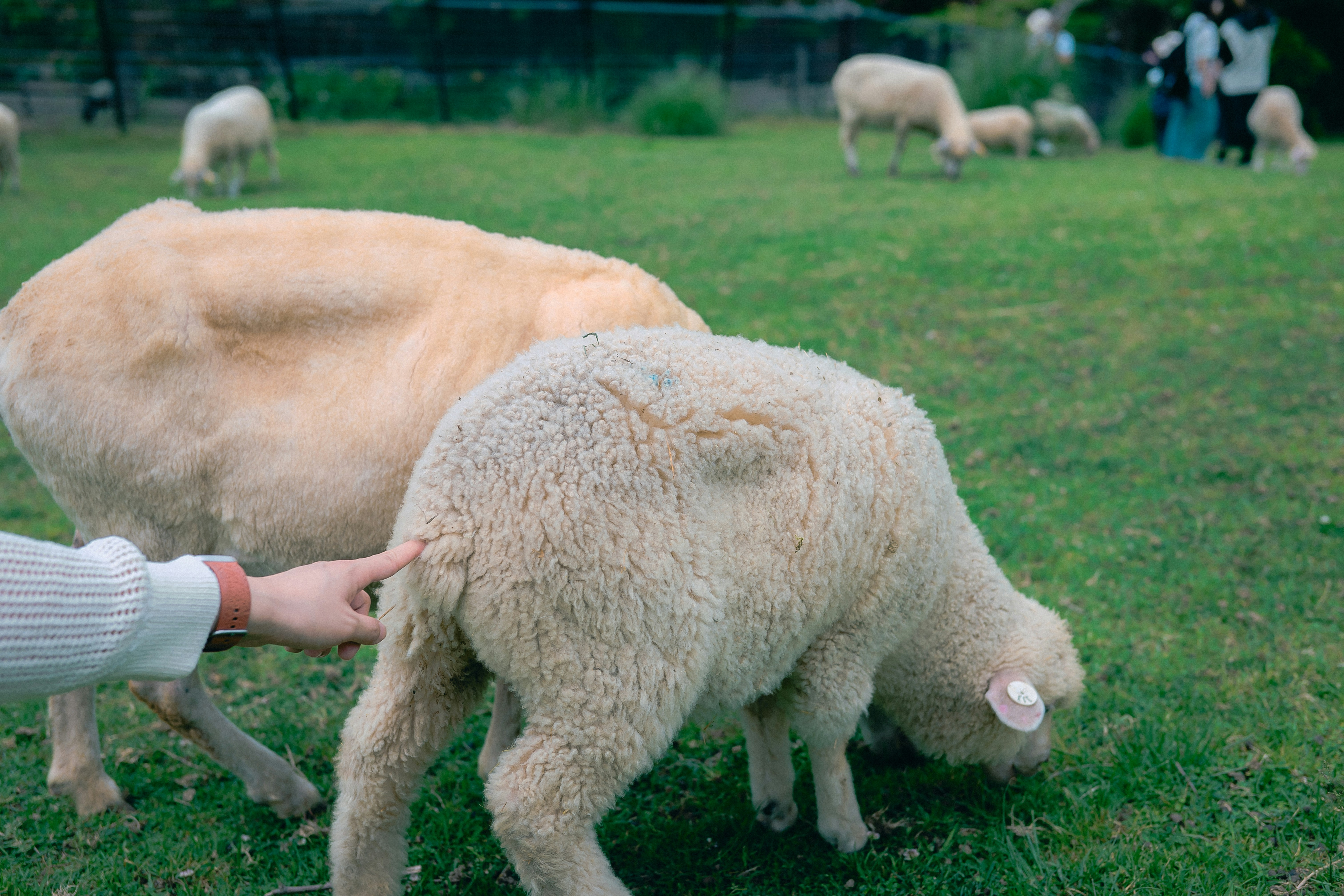 A person feeding sheep in a field of grass photo – Free Kobe Image on ...