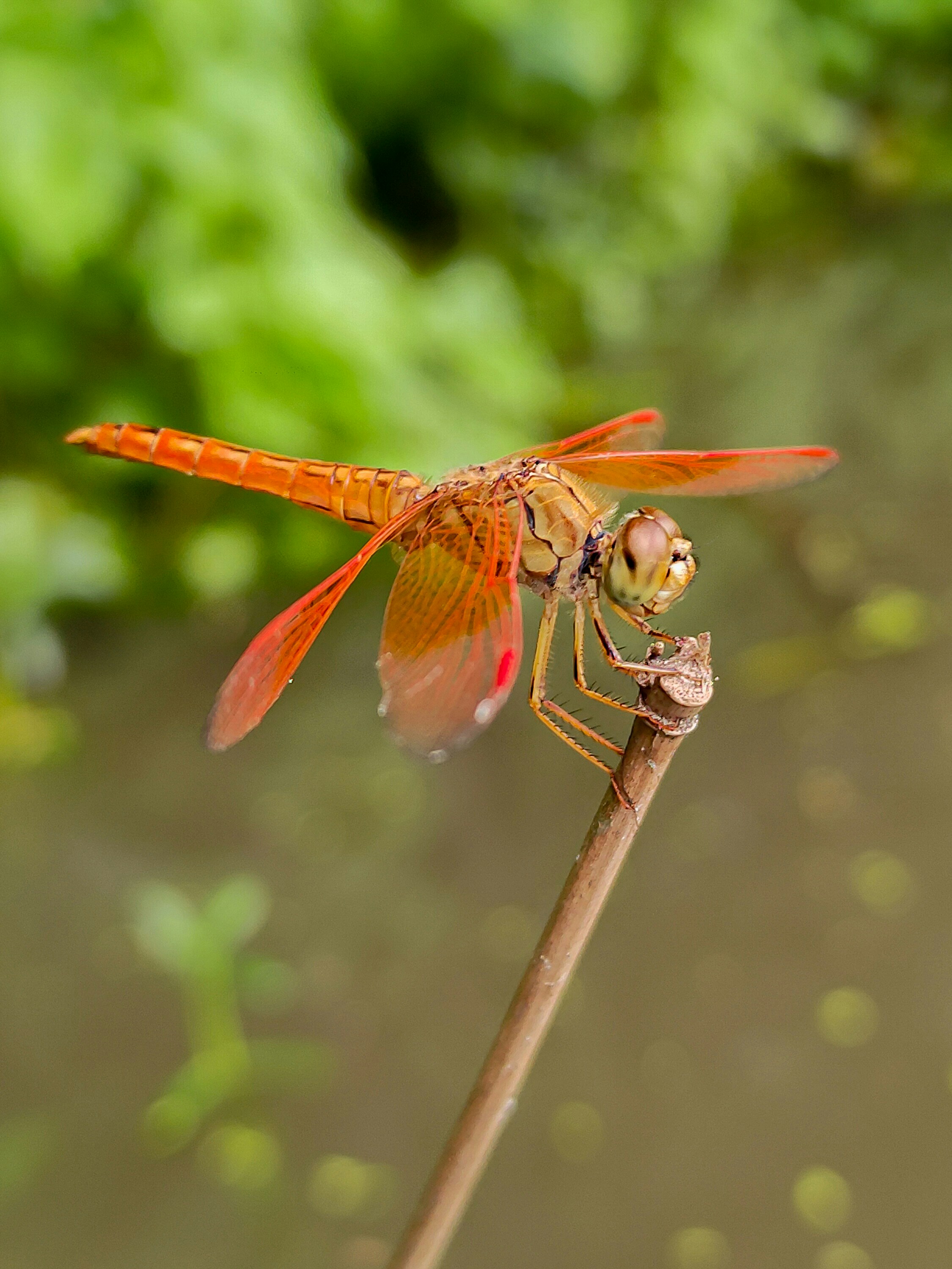 A vibrant dragonfly perched on a slender twig above a tranquil water surface, showcasing intricate wing patterns and a striking color palette.
