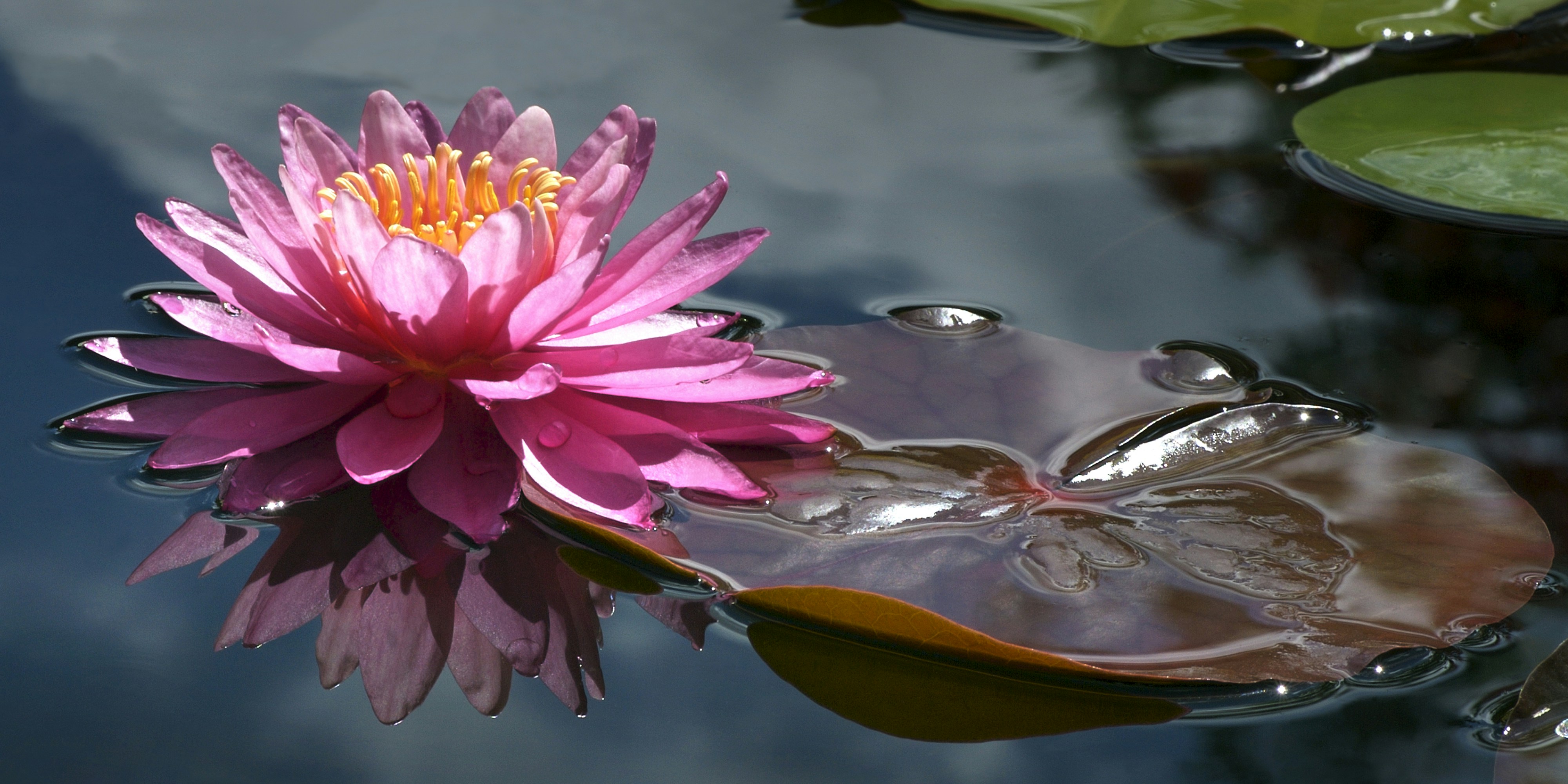 A pink flower floating on top of a body of water photo – Free Lilypads ...