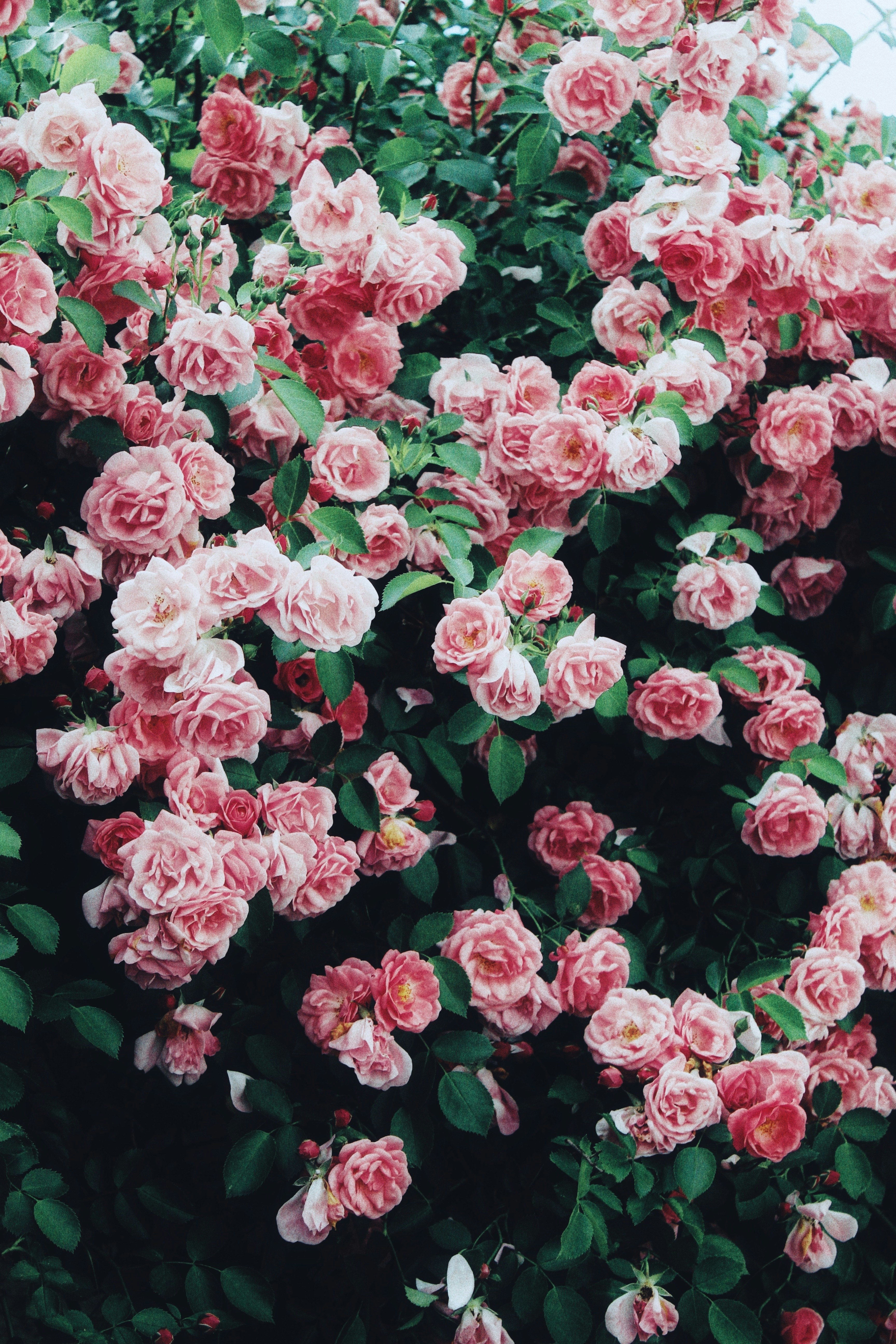 A bush of pink roses with green leaves photo – Free Flowers Image on ...