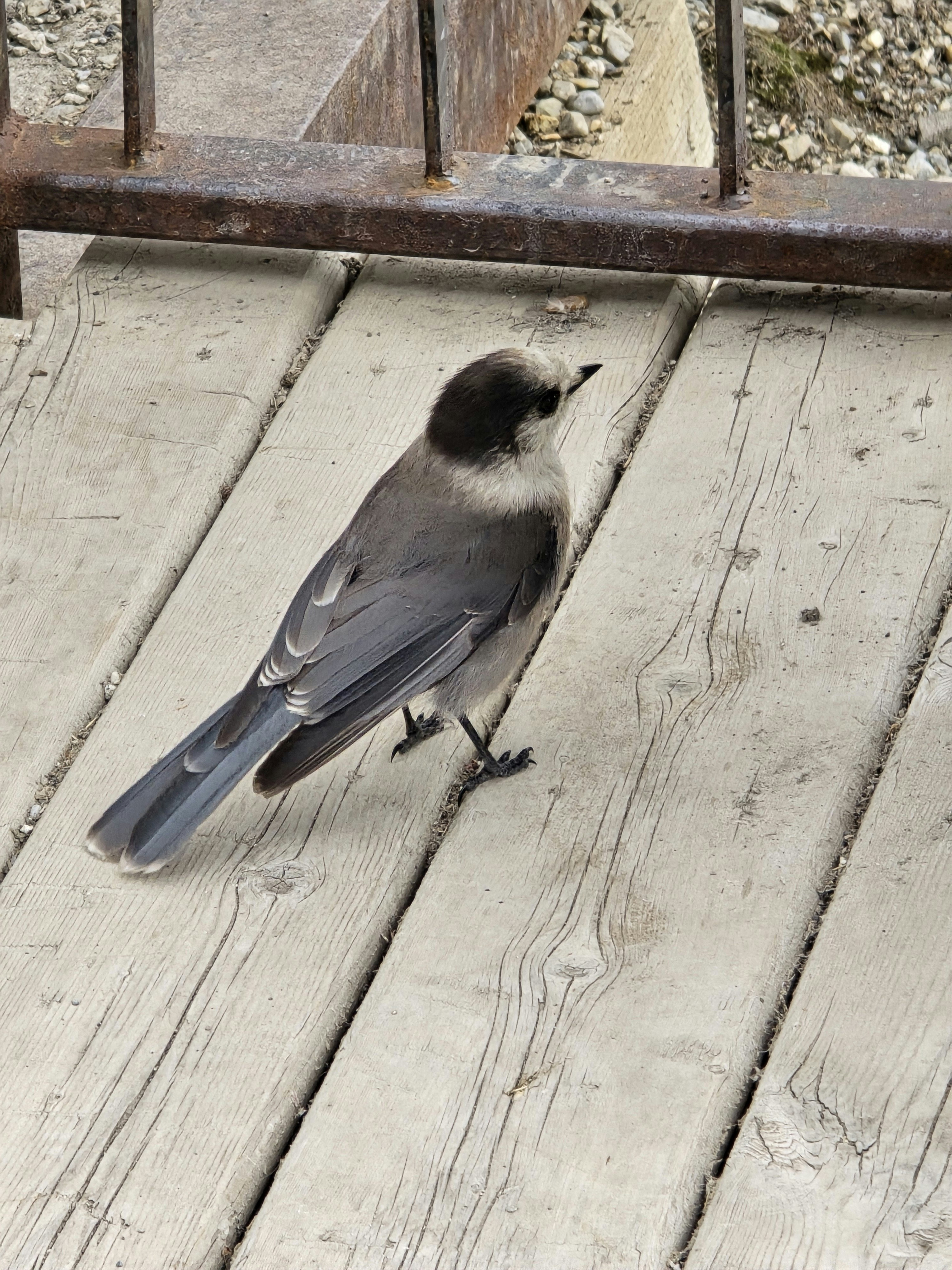 Chickadee on Weathered Planks: a Quiet Moment Beneath a Rusted Rail