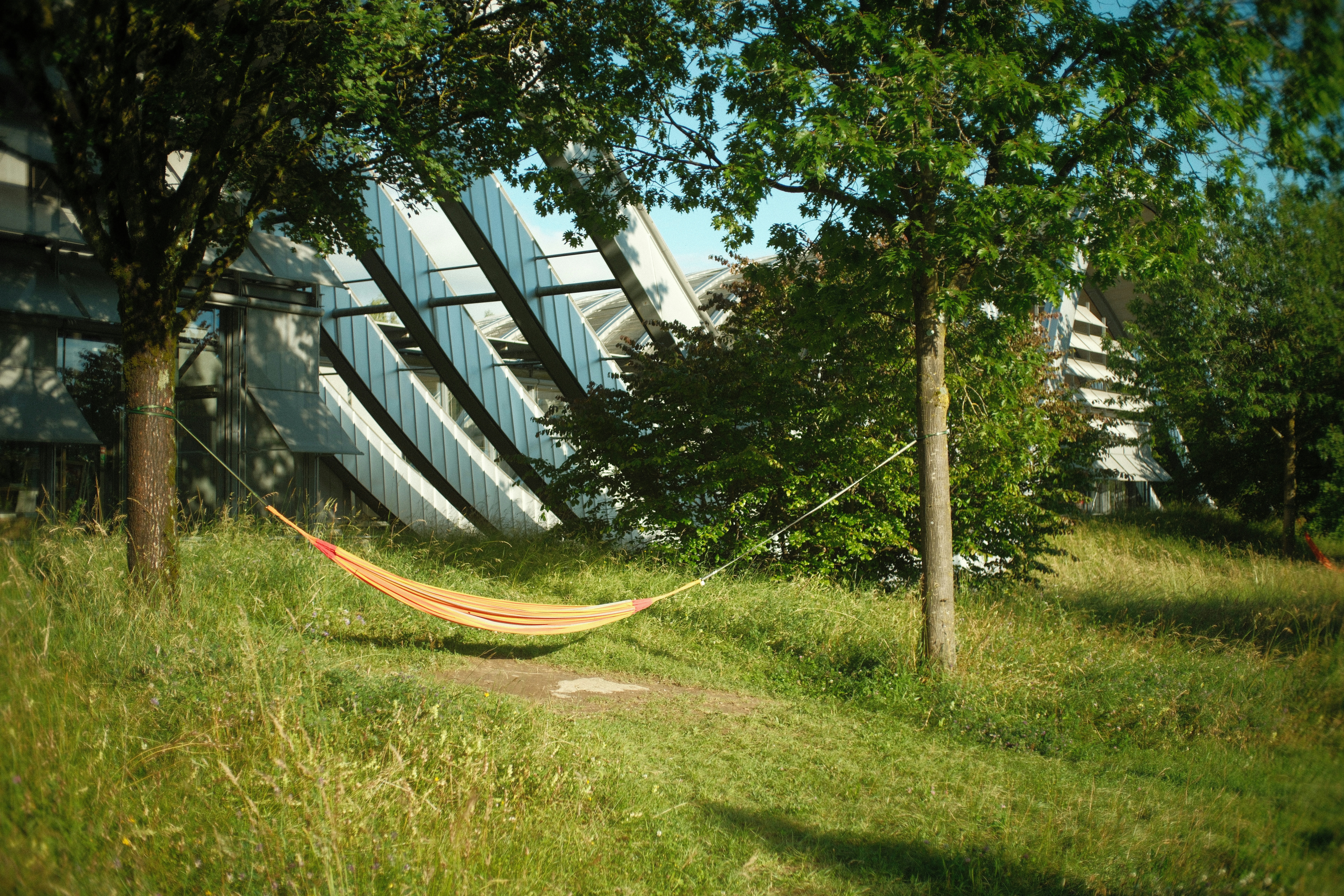 A hammock hanging between two trees in a grassy area photo – Free ...