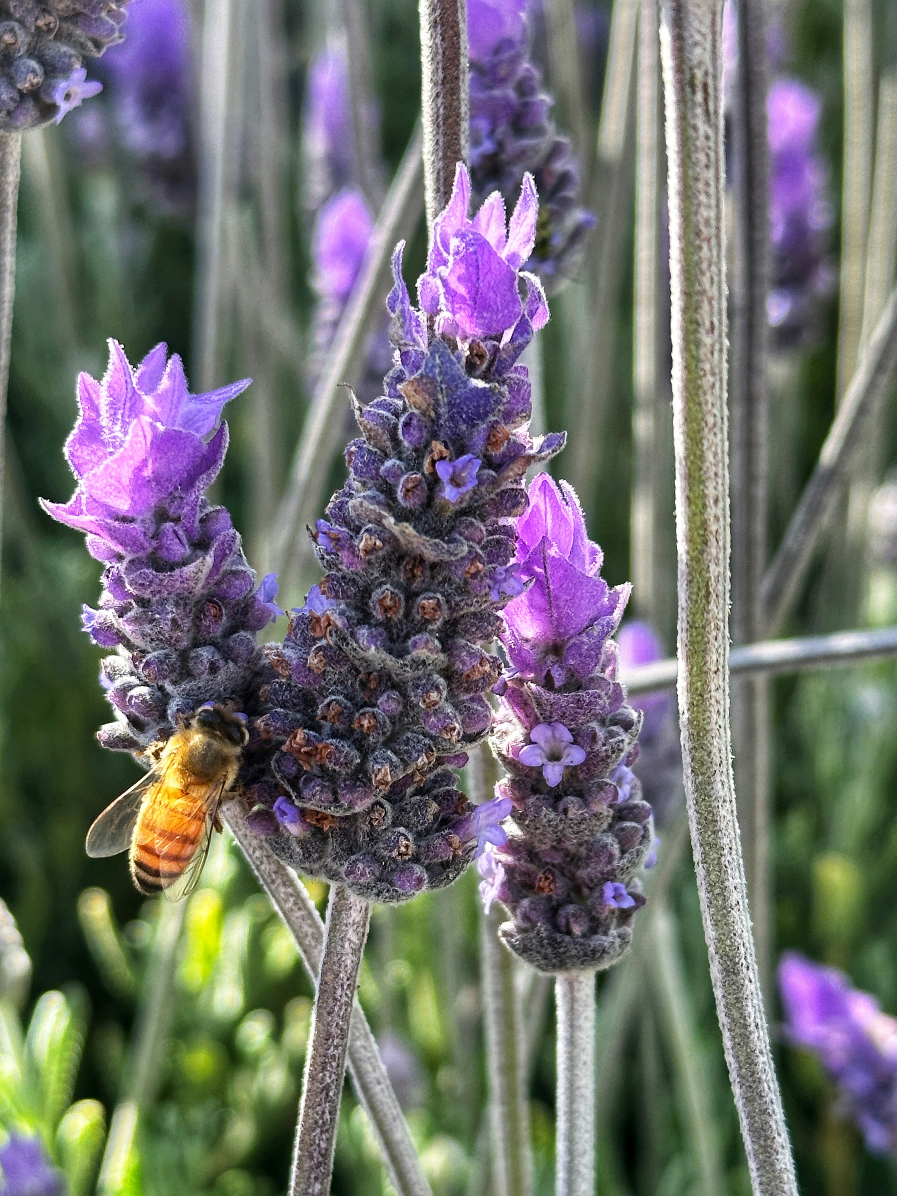 Velvet Purple: A Bee's Close-Up Among Lavender Spires