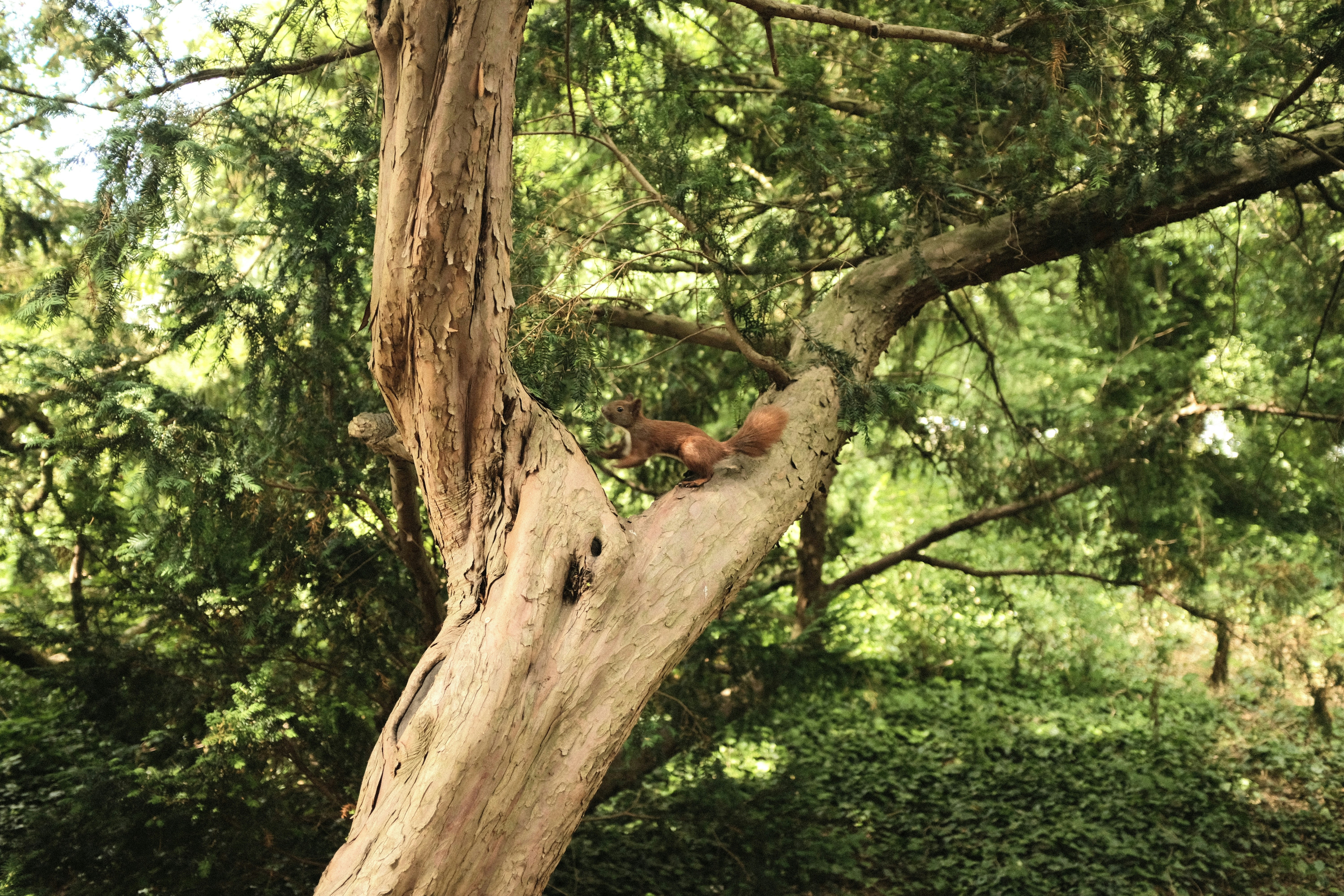 Sunlit Trunk Perch: A Quiet Forest Moment