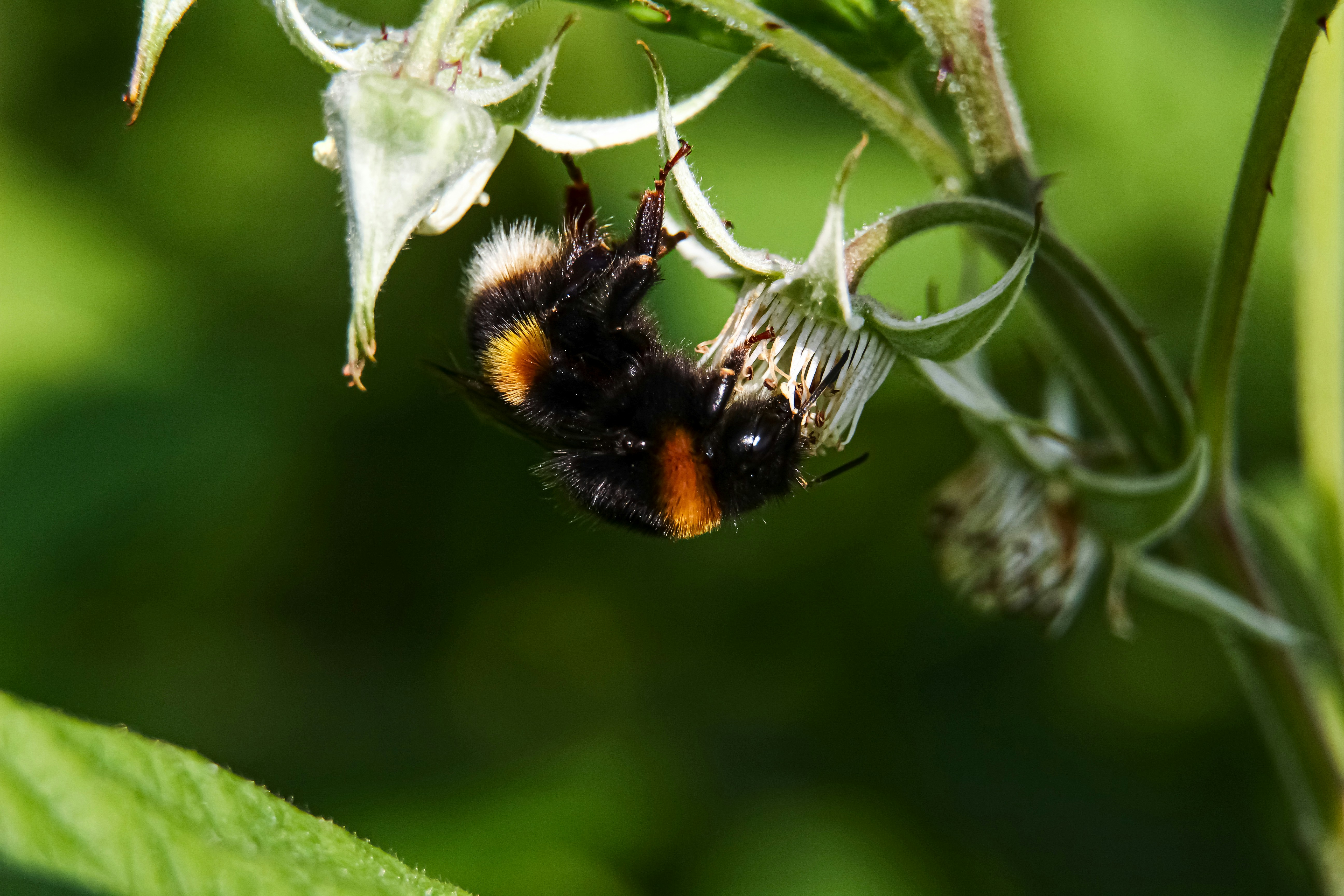 Amber-Banded Bumblebee Clings to a Green Bud in Soft Garden Light