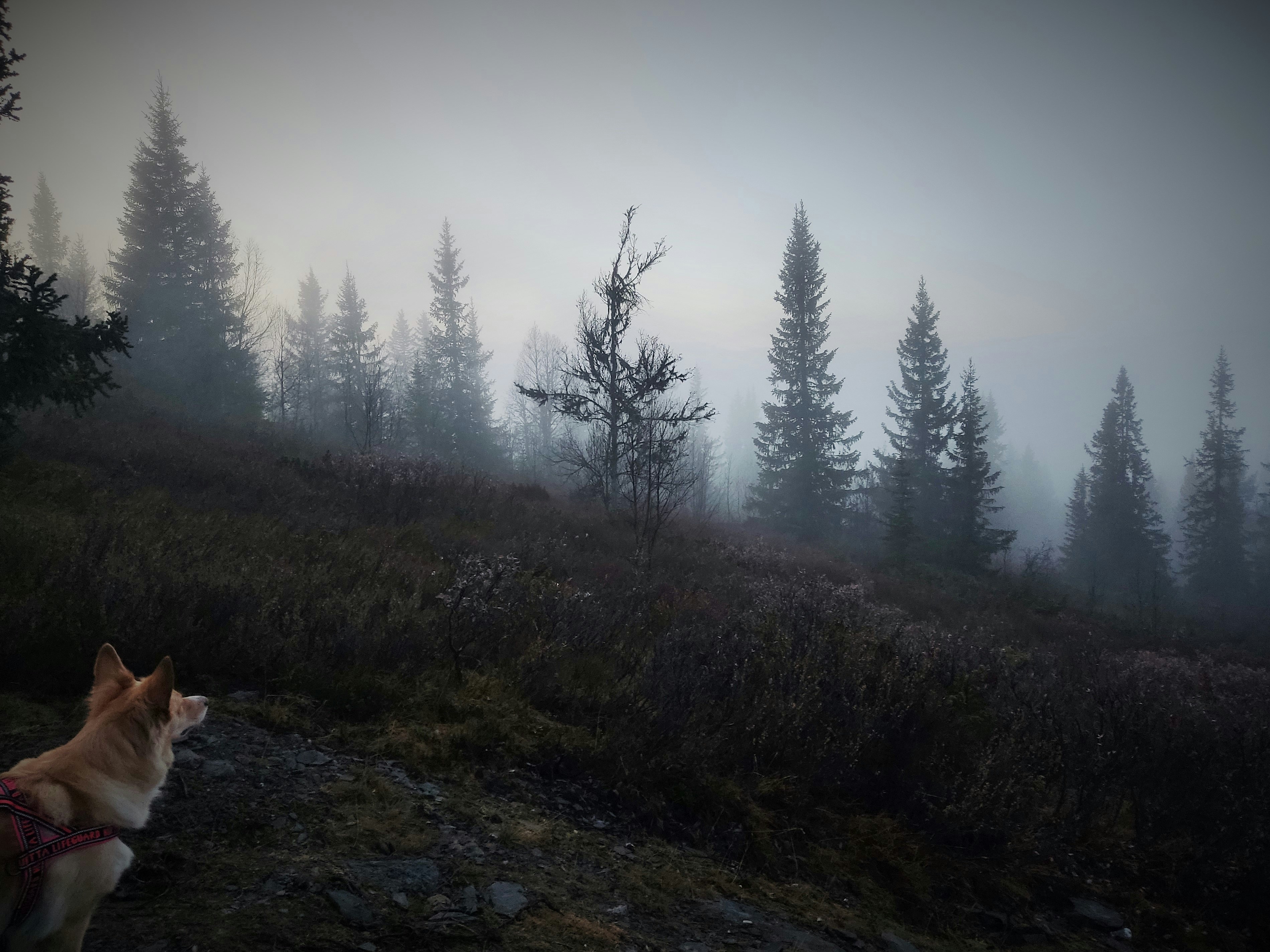 A dog standing on top of a grass covered hillside