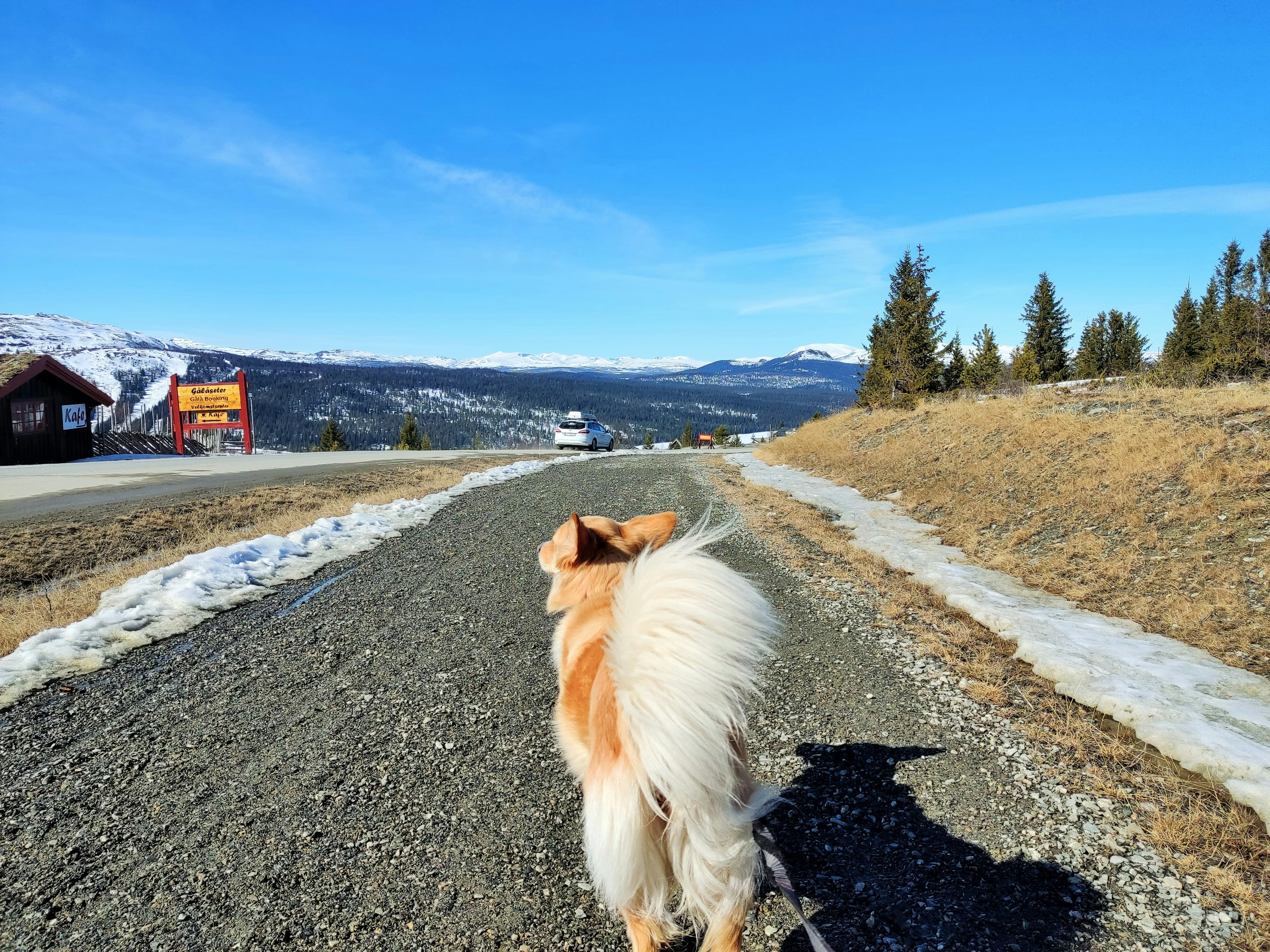 Brown-and-white dog walking down a gravel path with melting snow, alpine landscape, and distant mountains under a clear blue sky.