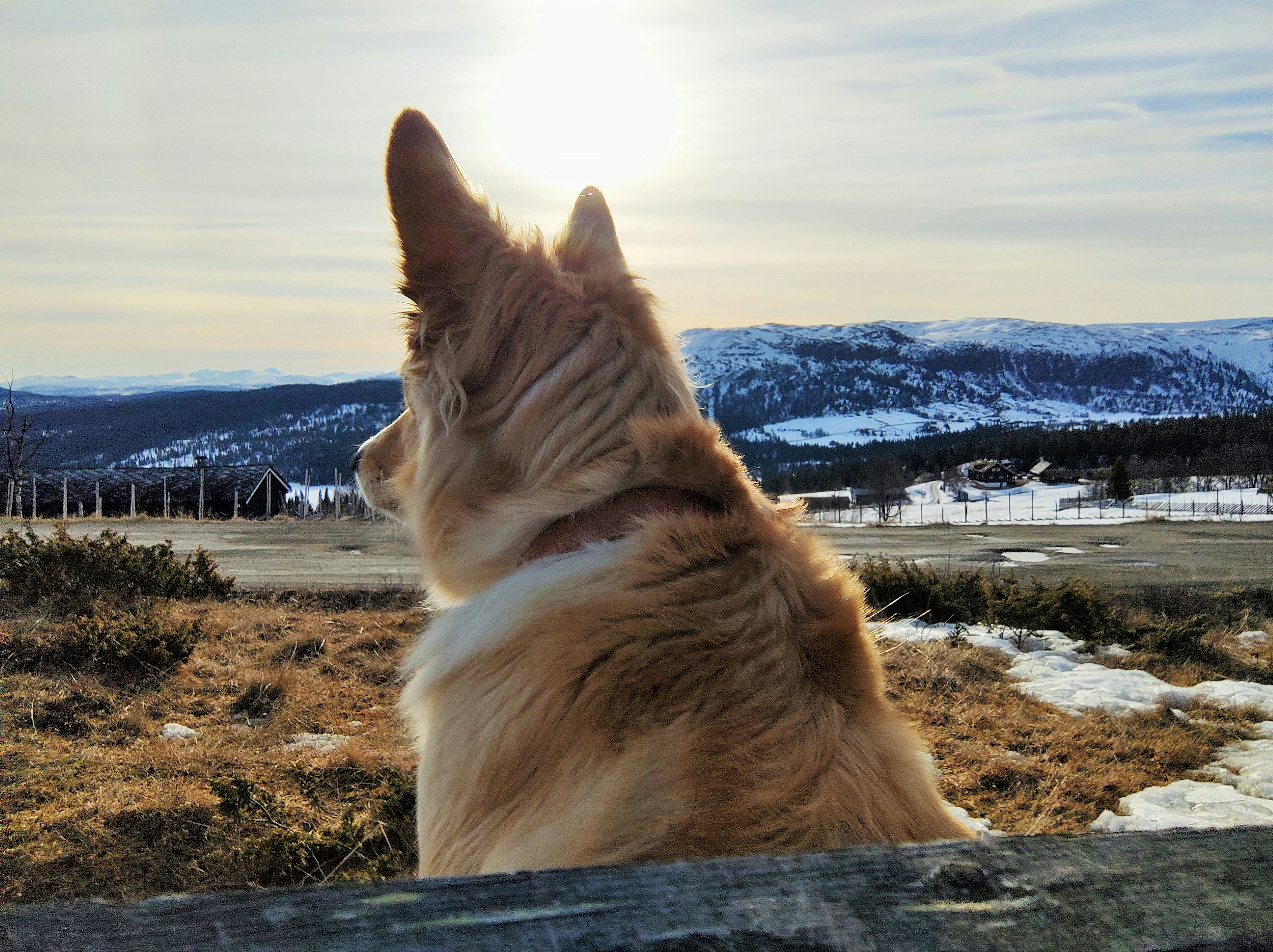 Horizon Watch: Golden Retriever Overlooks a Snow-Dusted Valley at Sunset