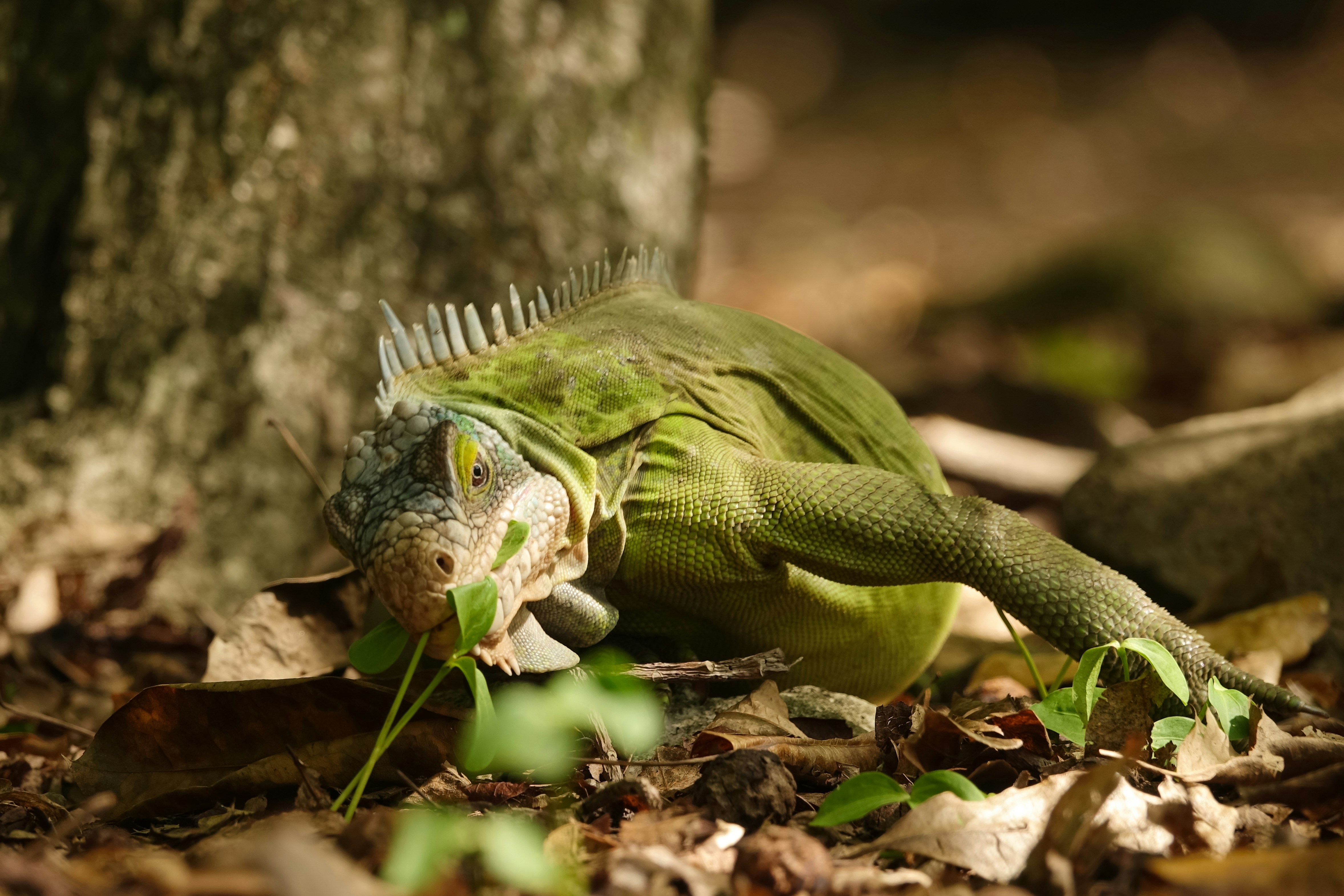 A green lizard laying on the ground next to a tree photo – Free Animal ...
