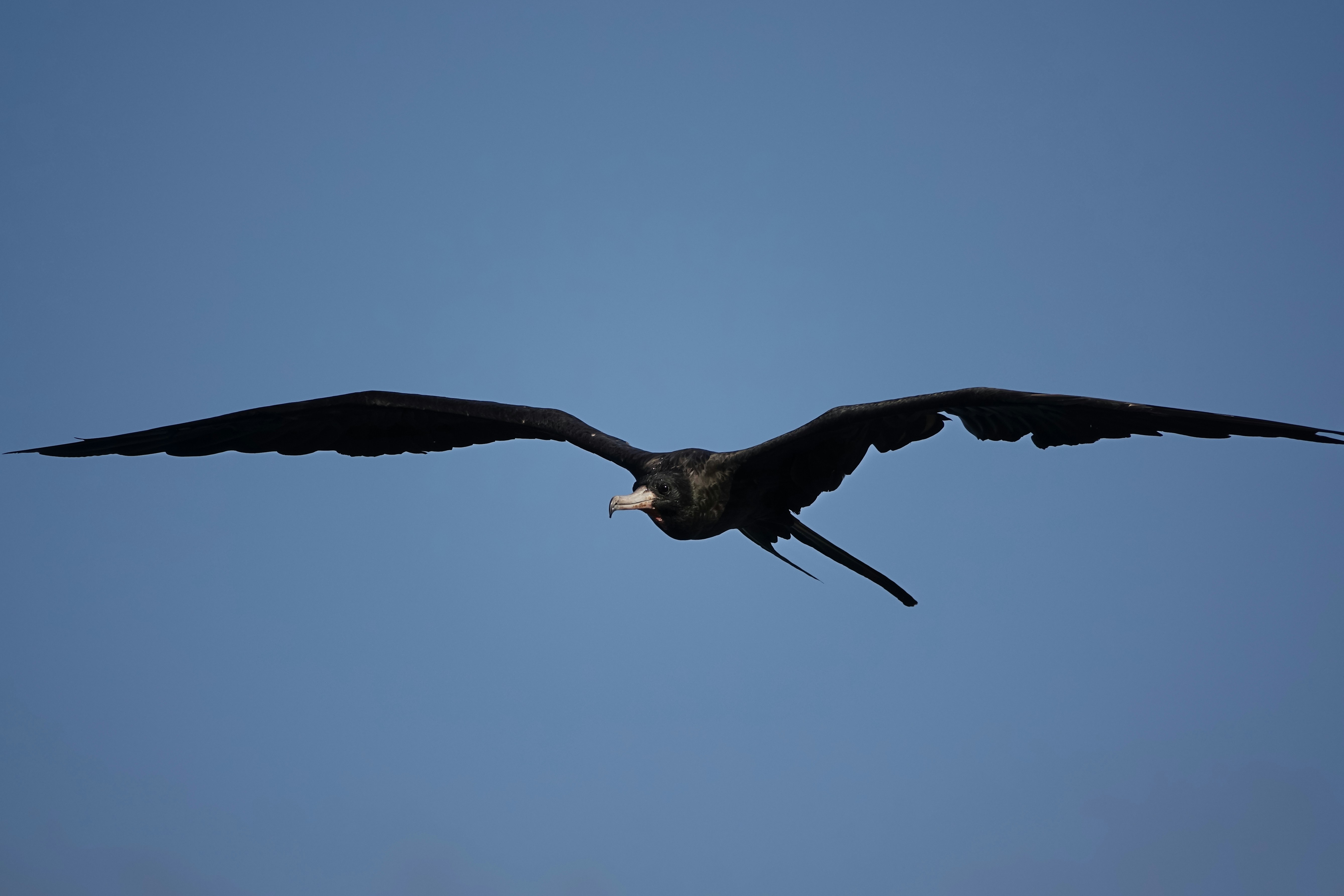 A large bird flying through a blue sky photo – Free Martinique Image on ...