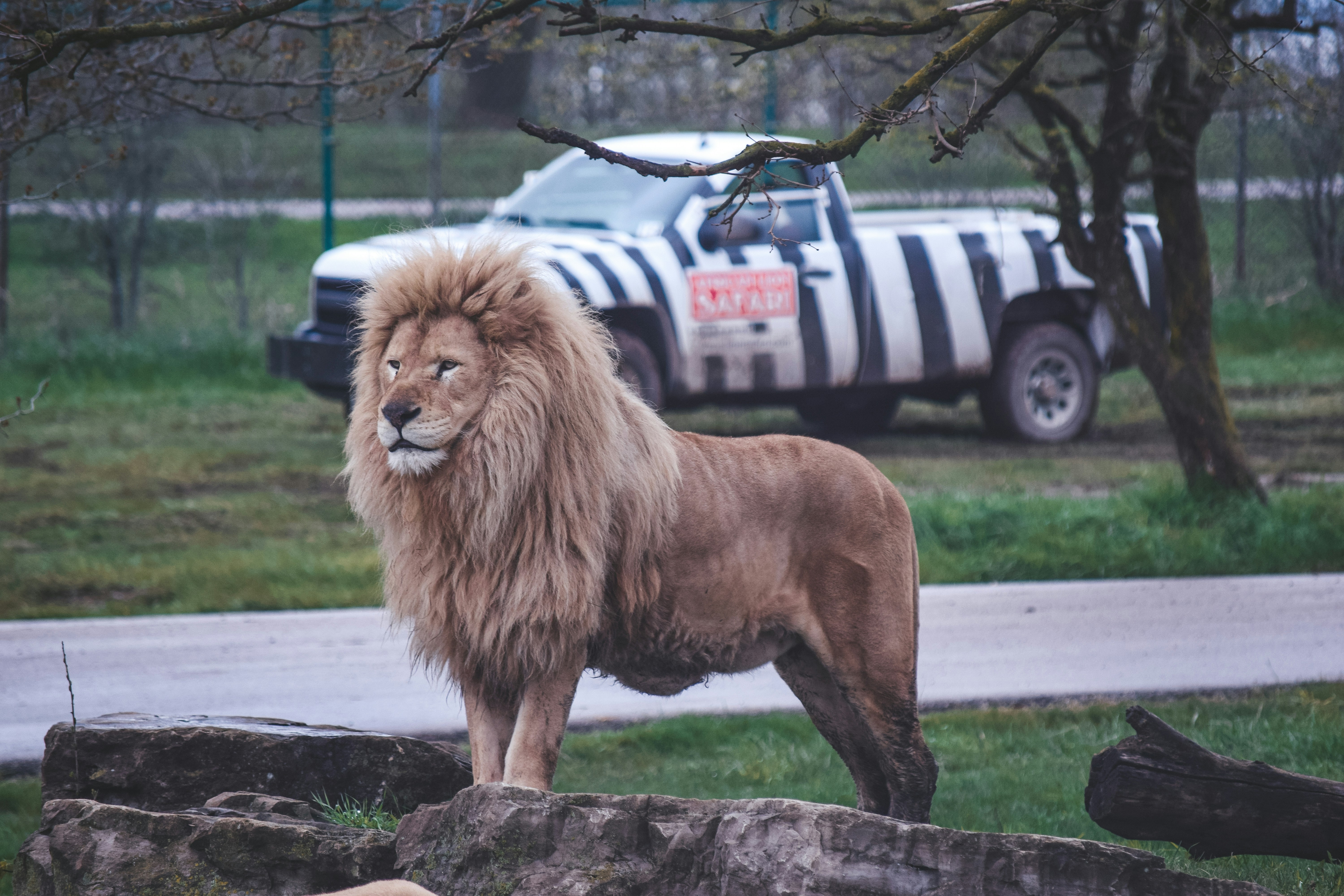The King and the Striped Interloper