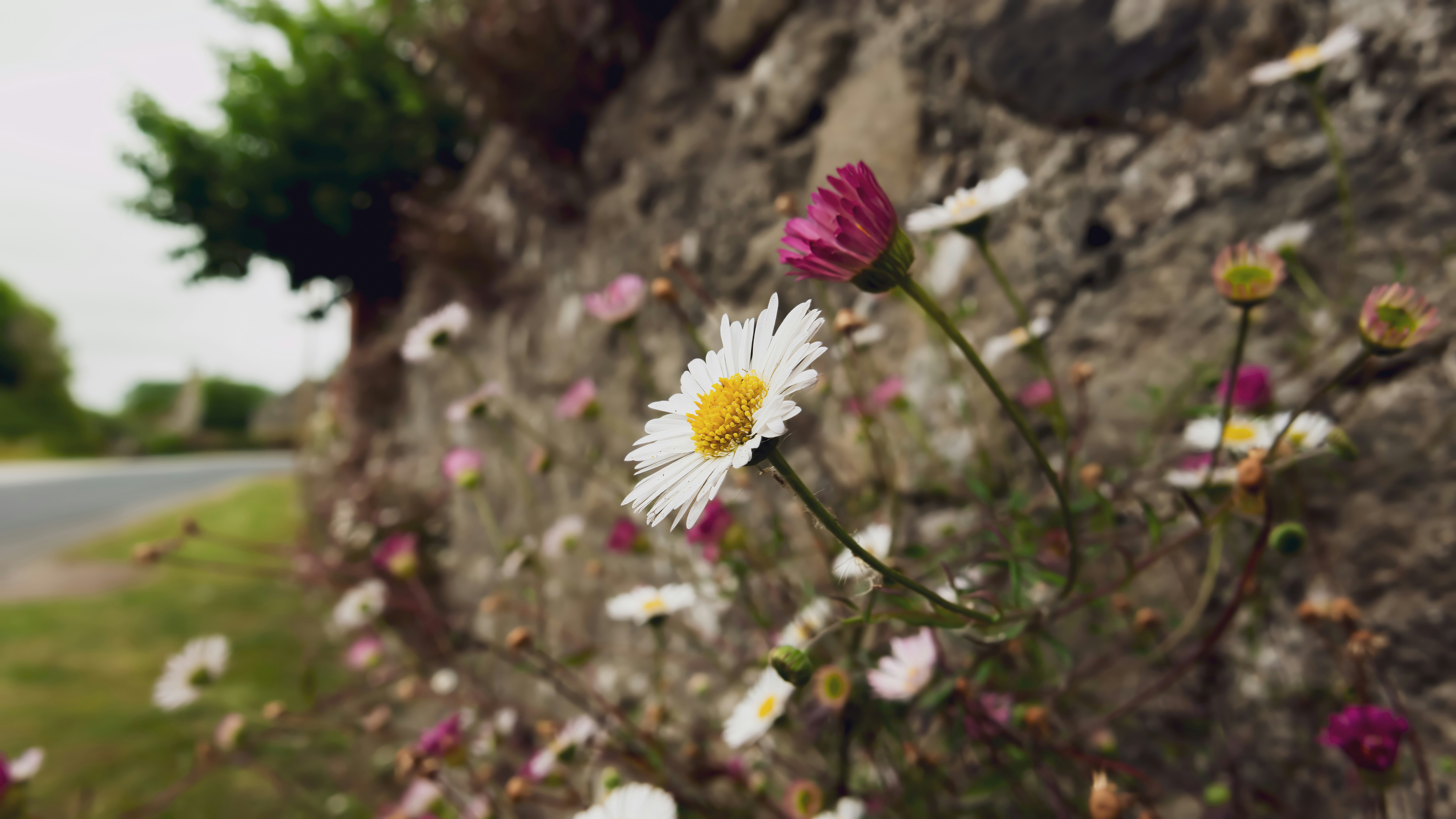 Daisy Spotlight on a Weathered Verge by the Road