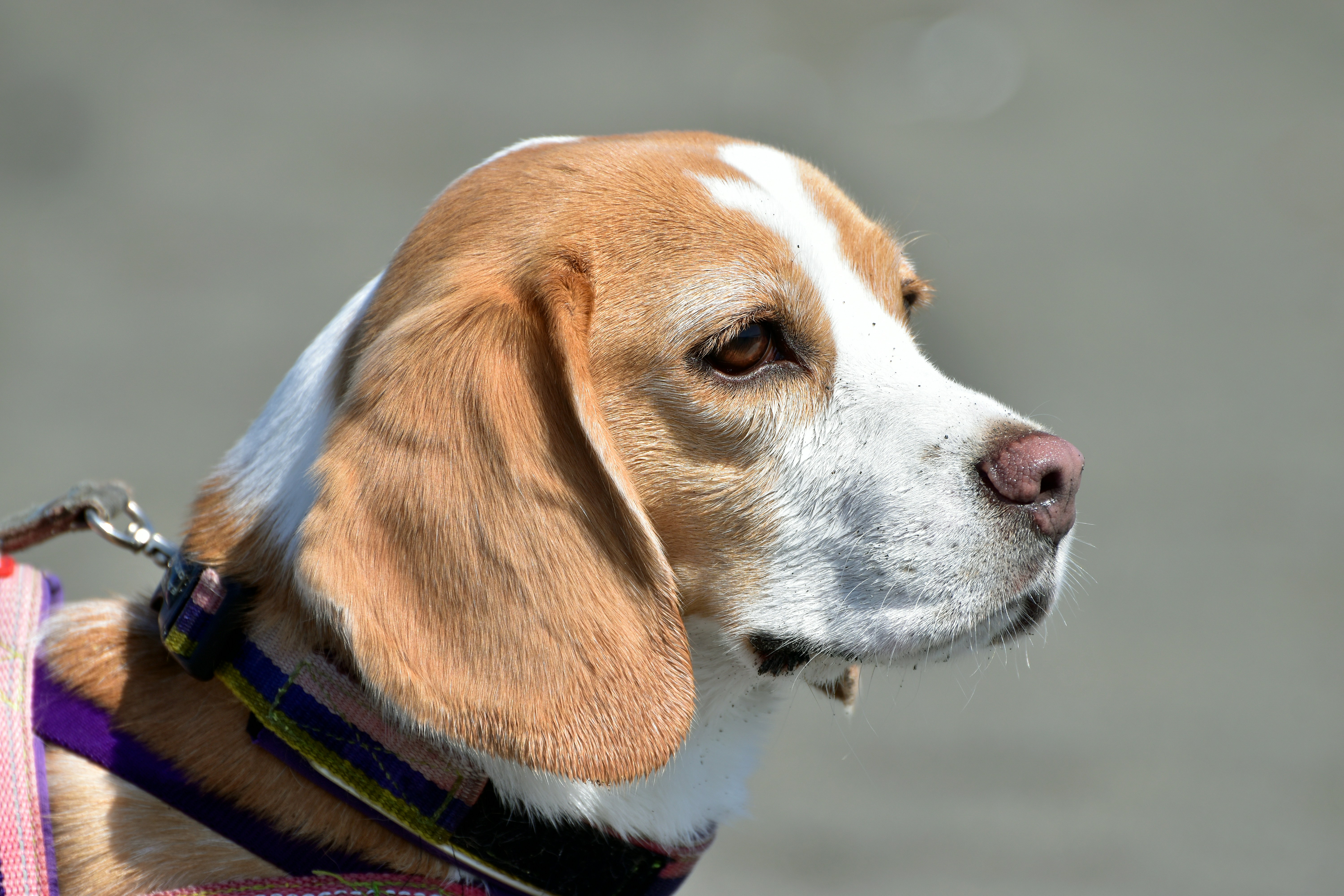 Close-up of a beagle's profile, showcasing its expressive eyes and distinctive coat pattern. The image captures the dog's calm demeanor in a natural setting.