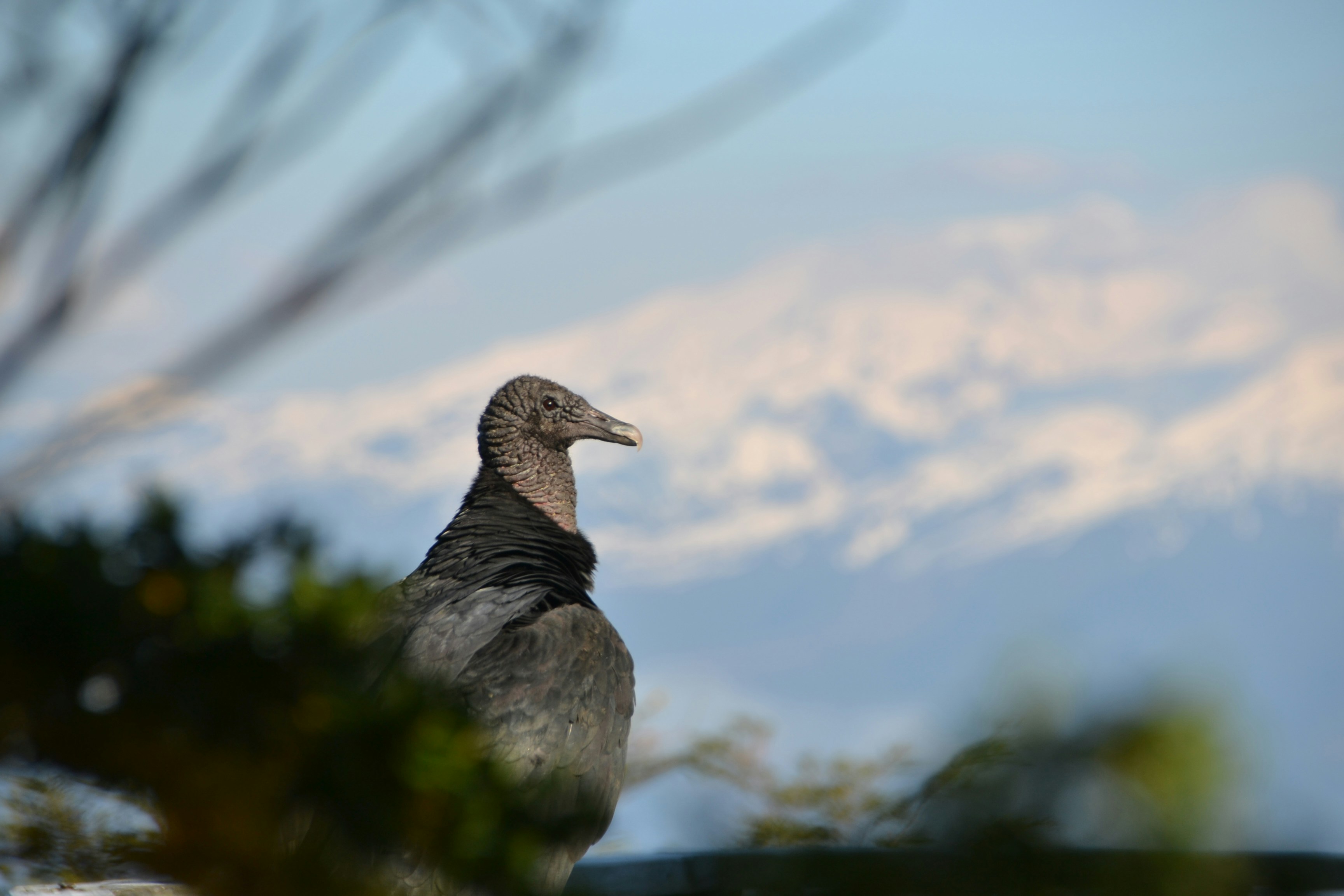 Low-Depth Portrait of a Goose with Distant Sky and Soft Botanic Foreground