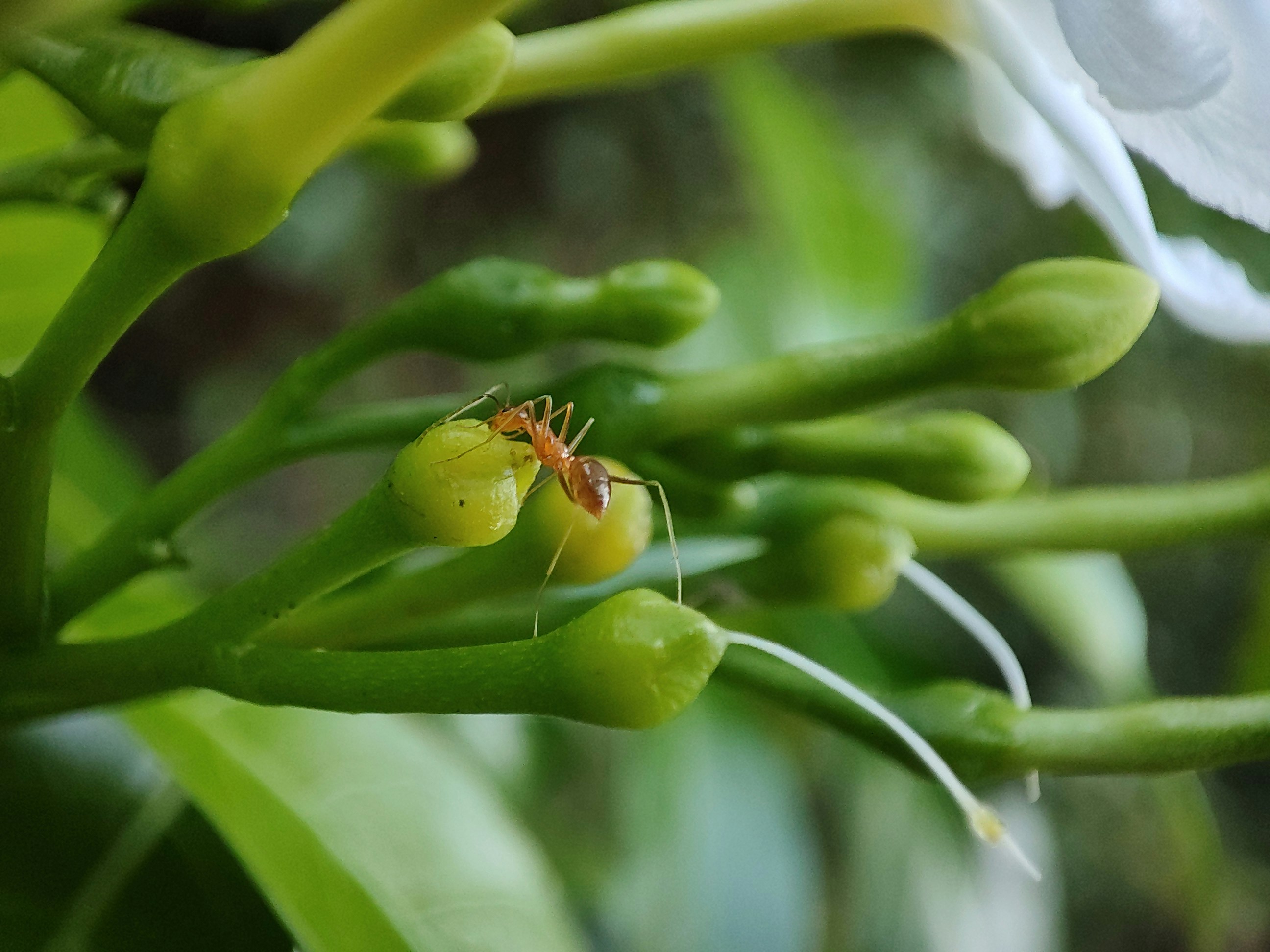 Close-up photograph of an orange ant navigating bright green plant stems and buds, highlighting micro-habitat and leaf textures.