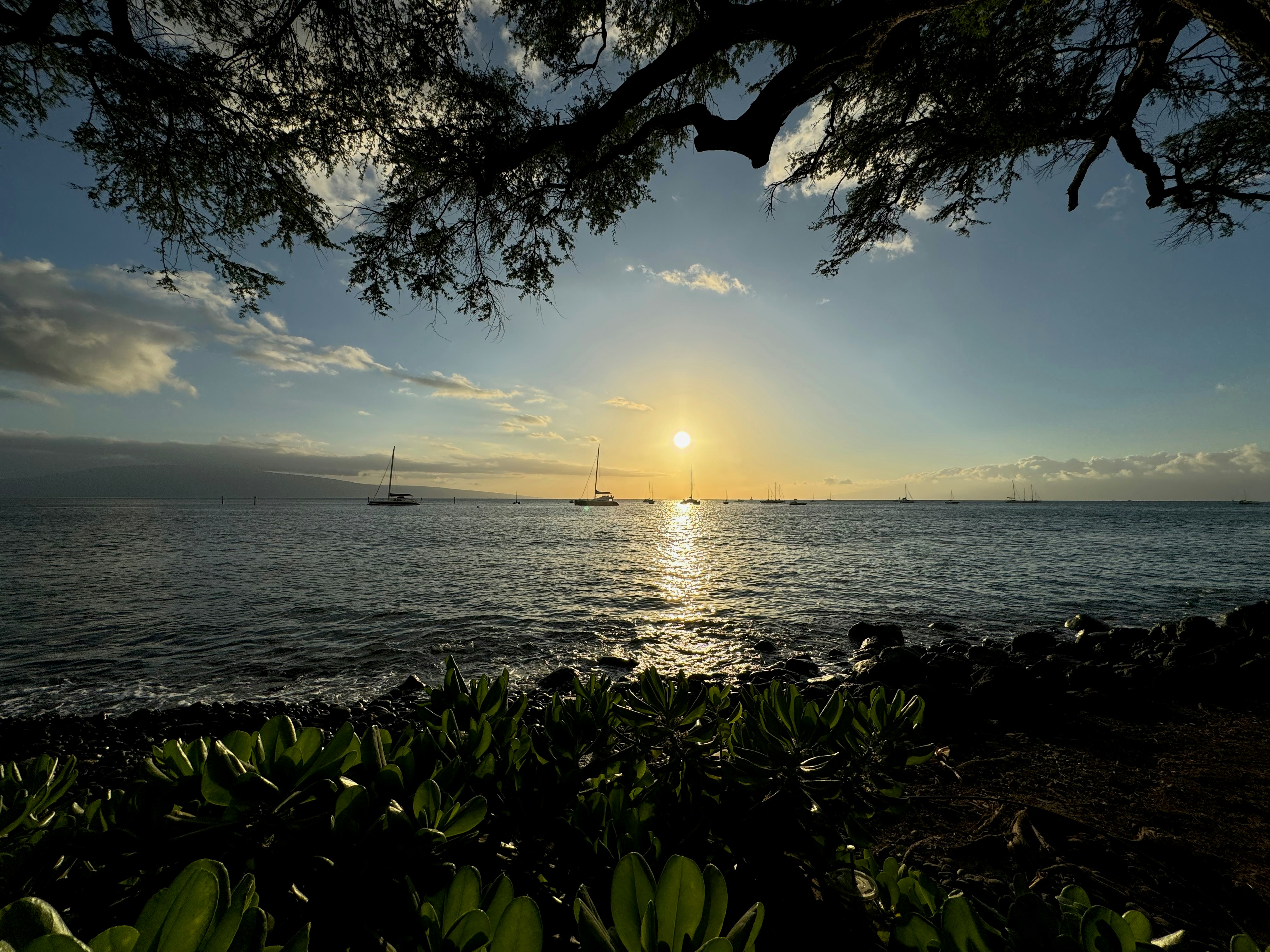 Sunset over a calm ocean with silhouetted trees and lush greenery in the foreground.