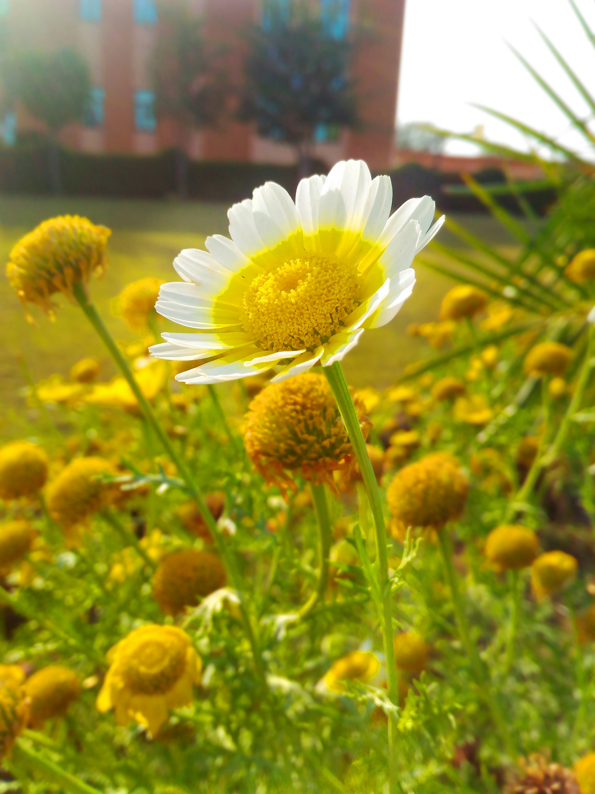 Center Bloom: A White-Yellow Daisy Reaches Toward the Sun