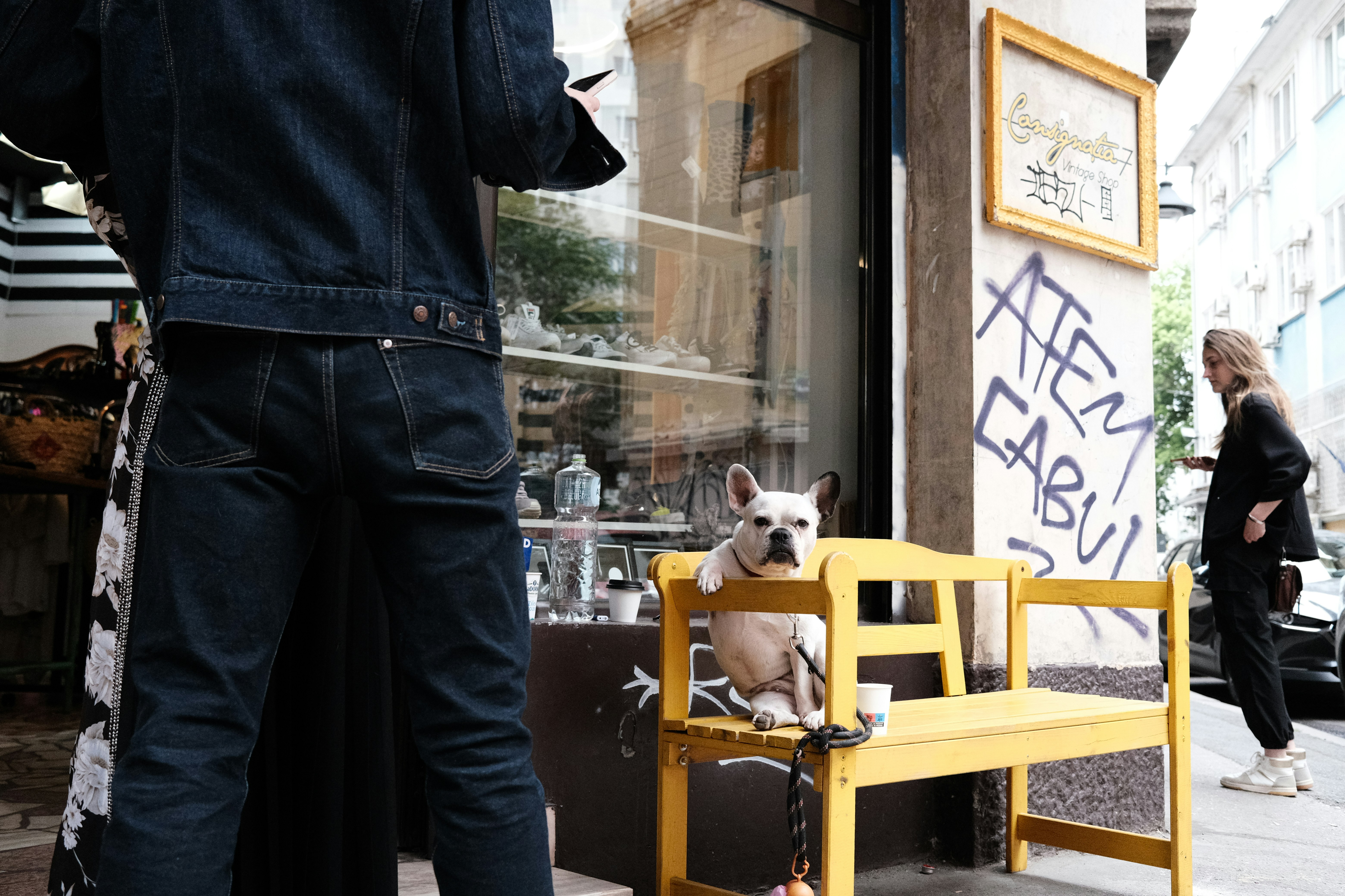 Urban Pause with Pooch on a Yellow Bench