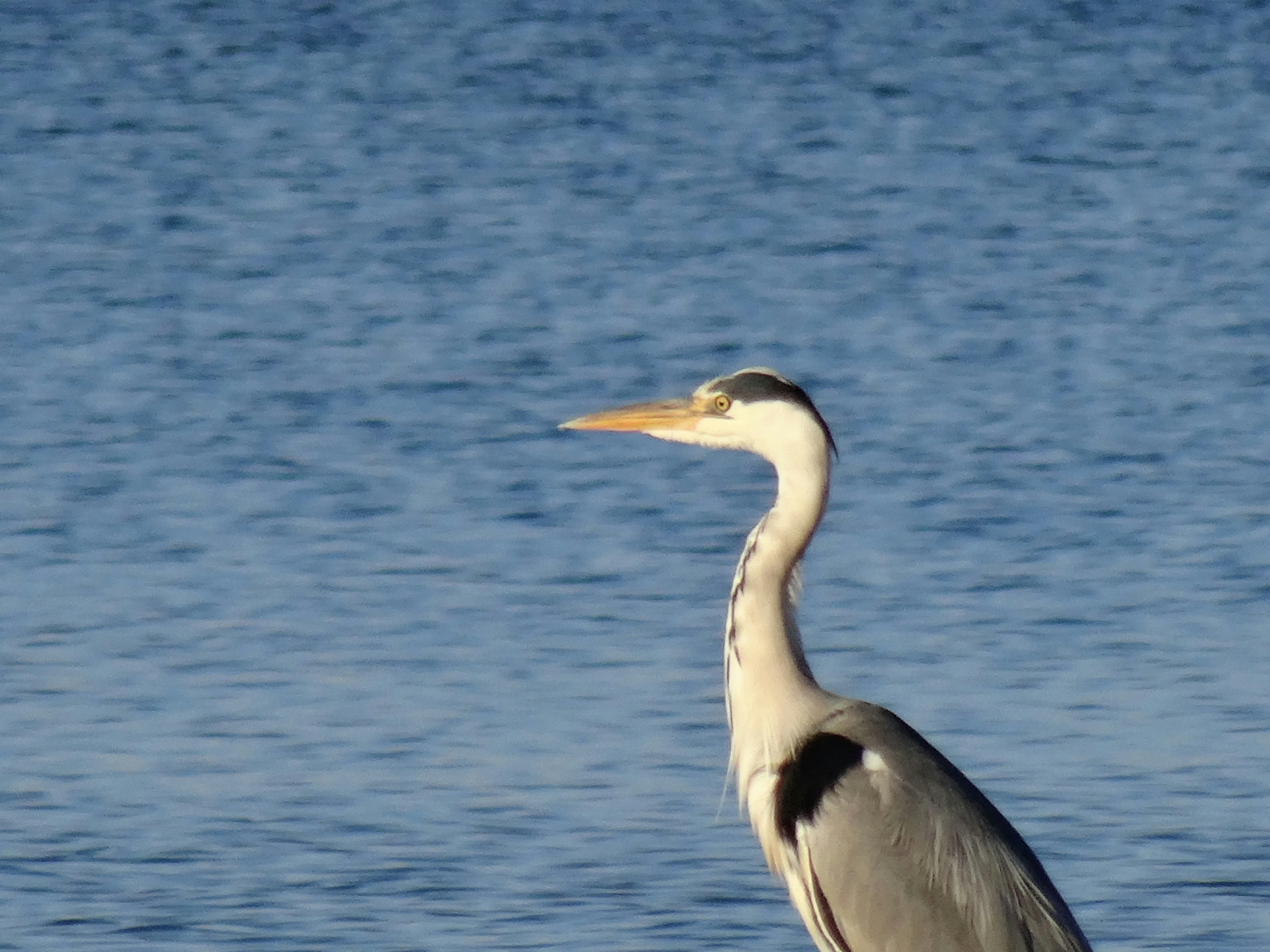 Photograph of a grey heron standing in calm blue water, head turned to the left. The image highlights the bird's elegant silhouette against the rippling surface.