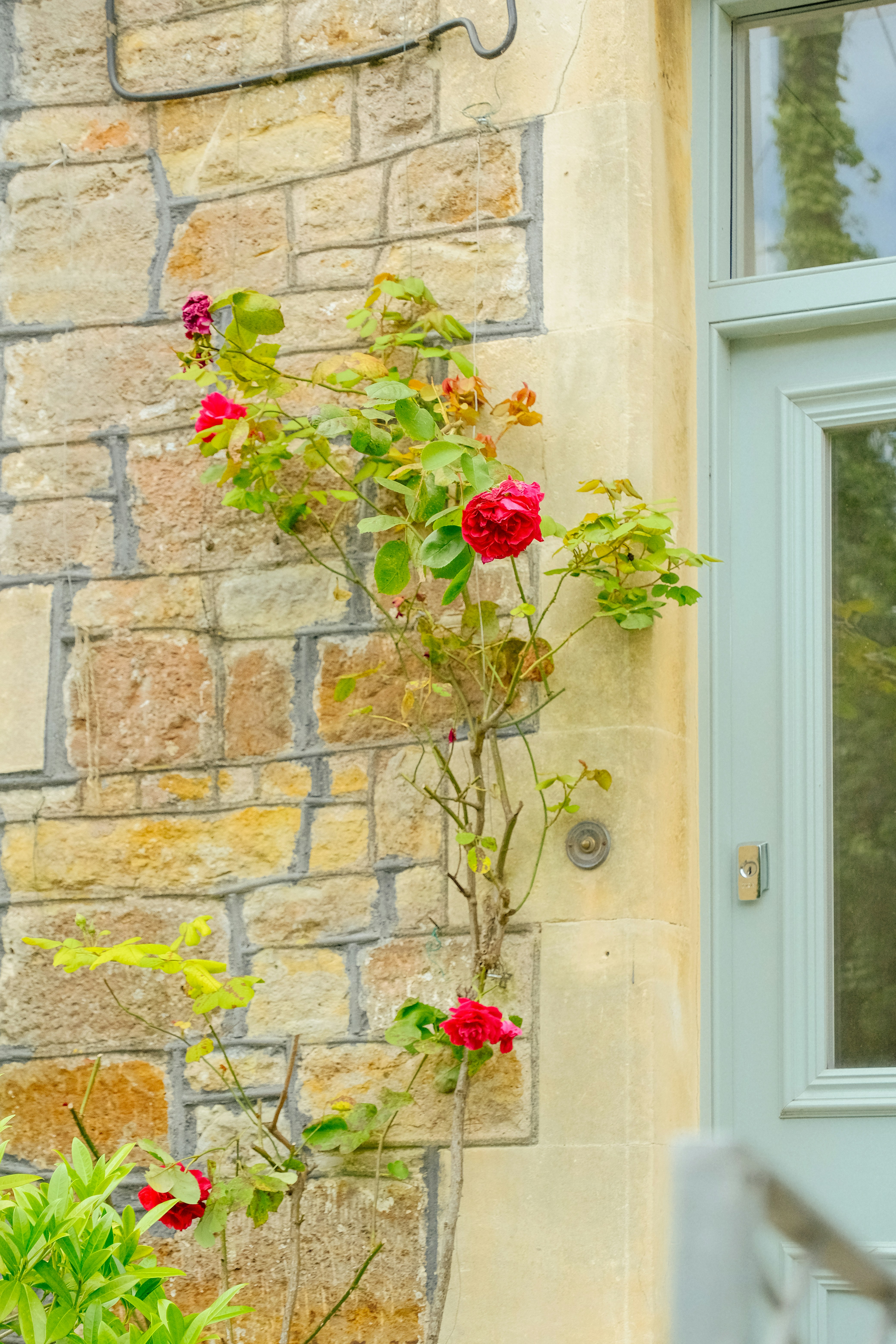 Crimson Roses Cling to a Lichen-Streaked Stone Wall beside a Teal Door