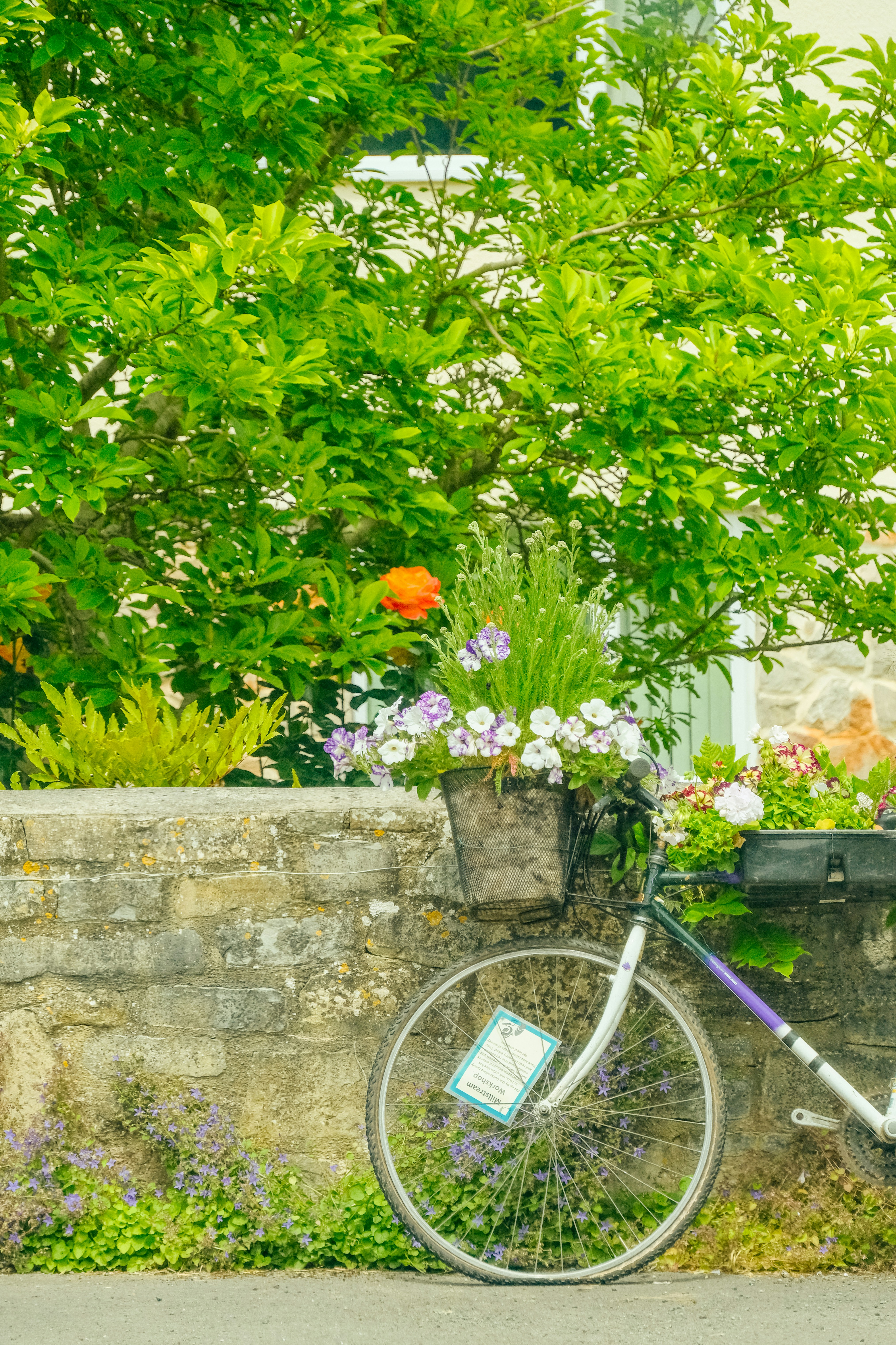 Bloom-Laced Street: Bicycle Resting Against a Flower-Crowned Wall