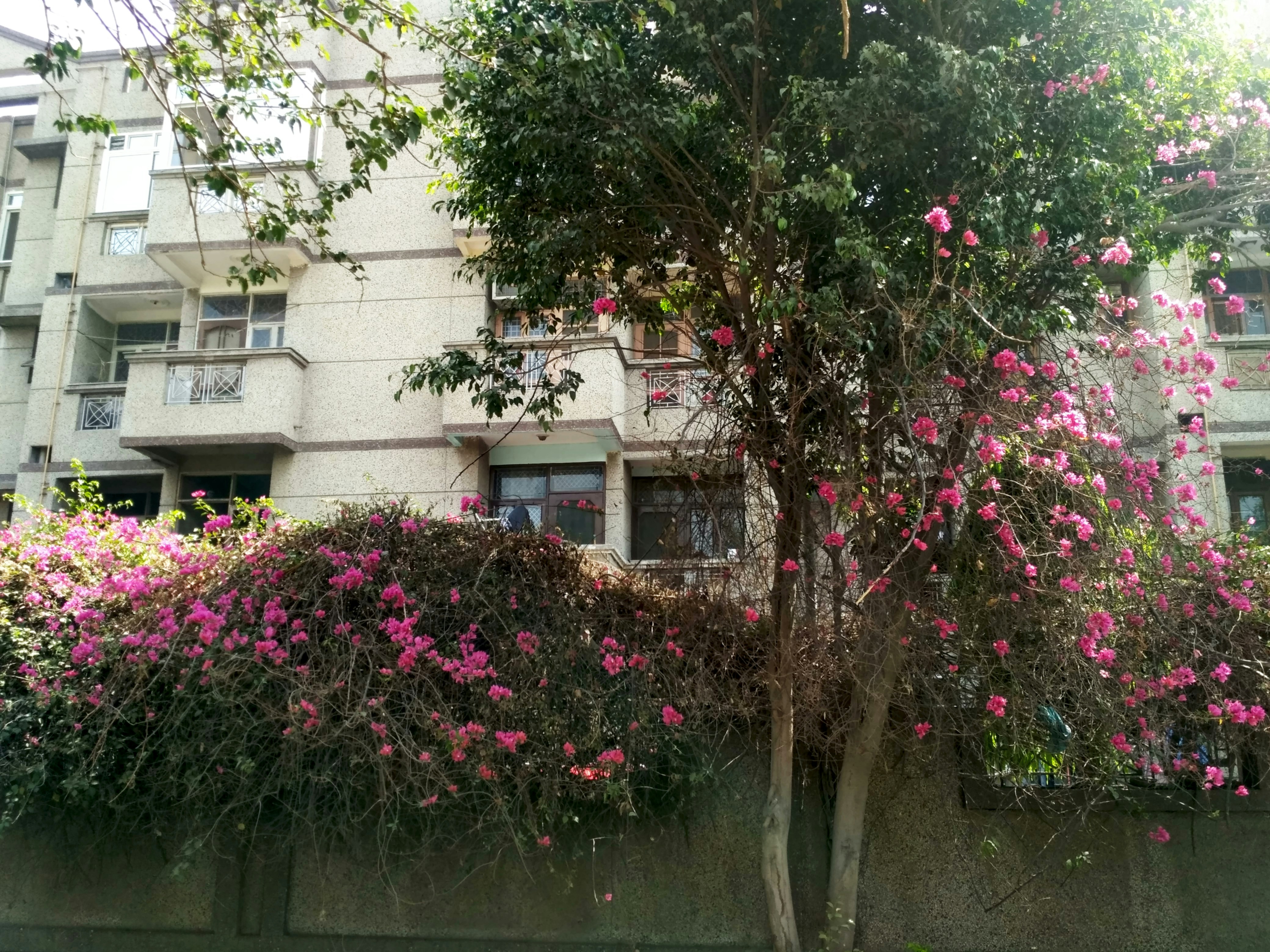 Pink flowering shrubs frame a gray apartment building, with a central tree and sunlit greenery in front.