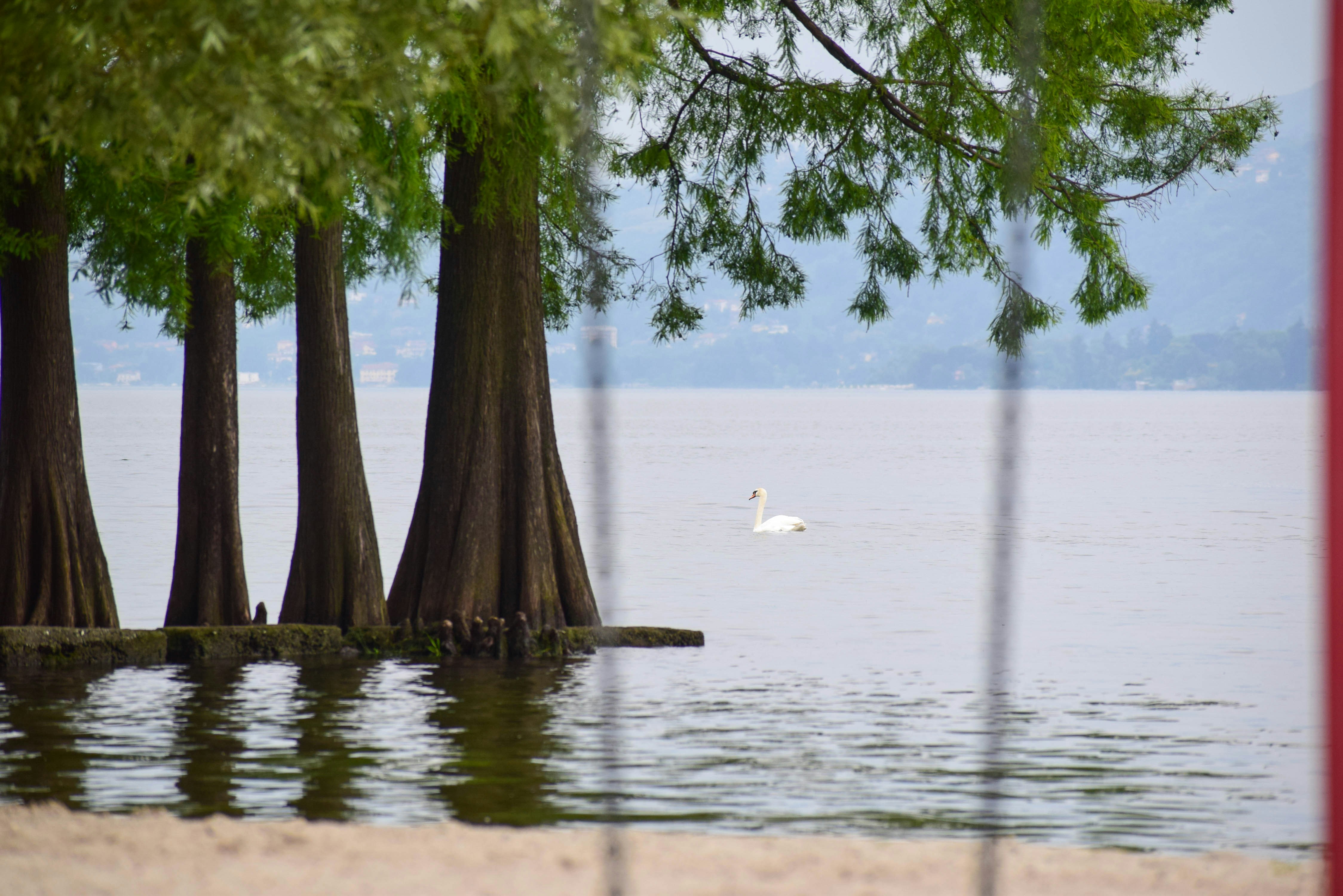 Quiet Swan over Calm Waters Framed by Tree Trunks