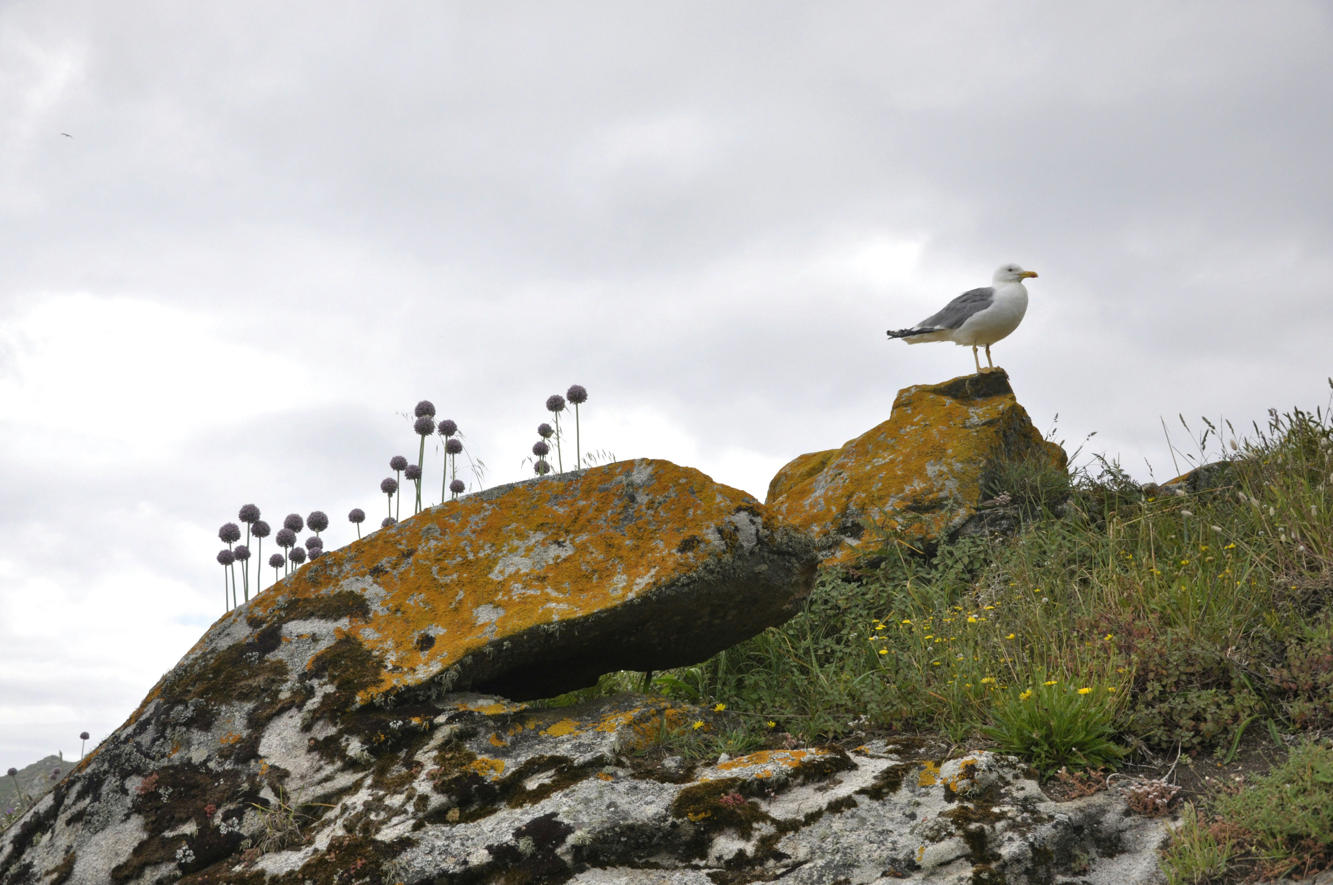 Seagull on a Wind-Worn Lichen Rock