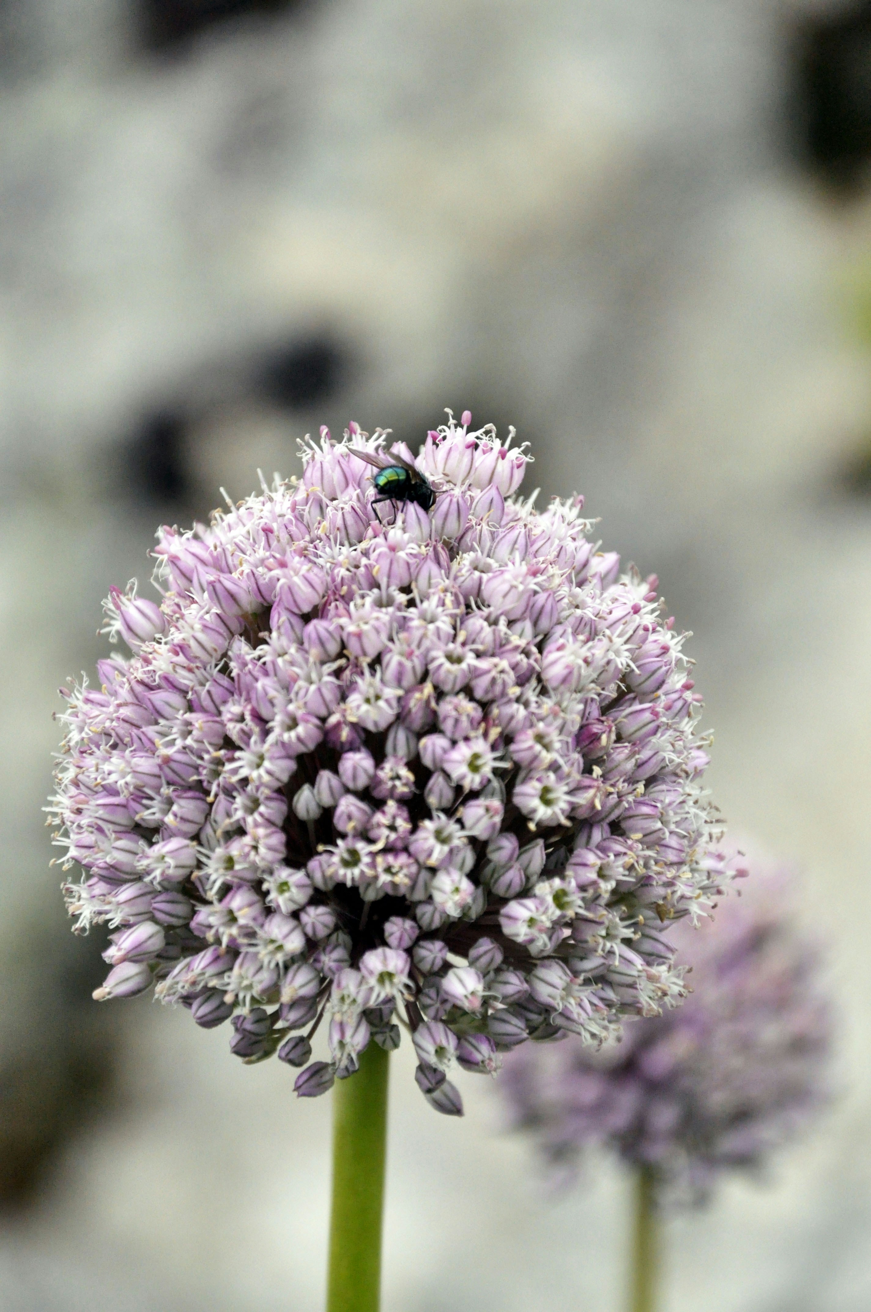 Iridescent Visitor on a Lavender Allium Globe