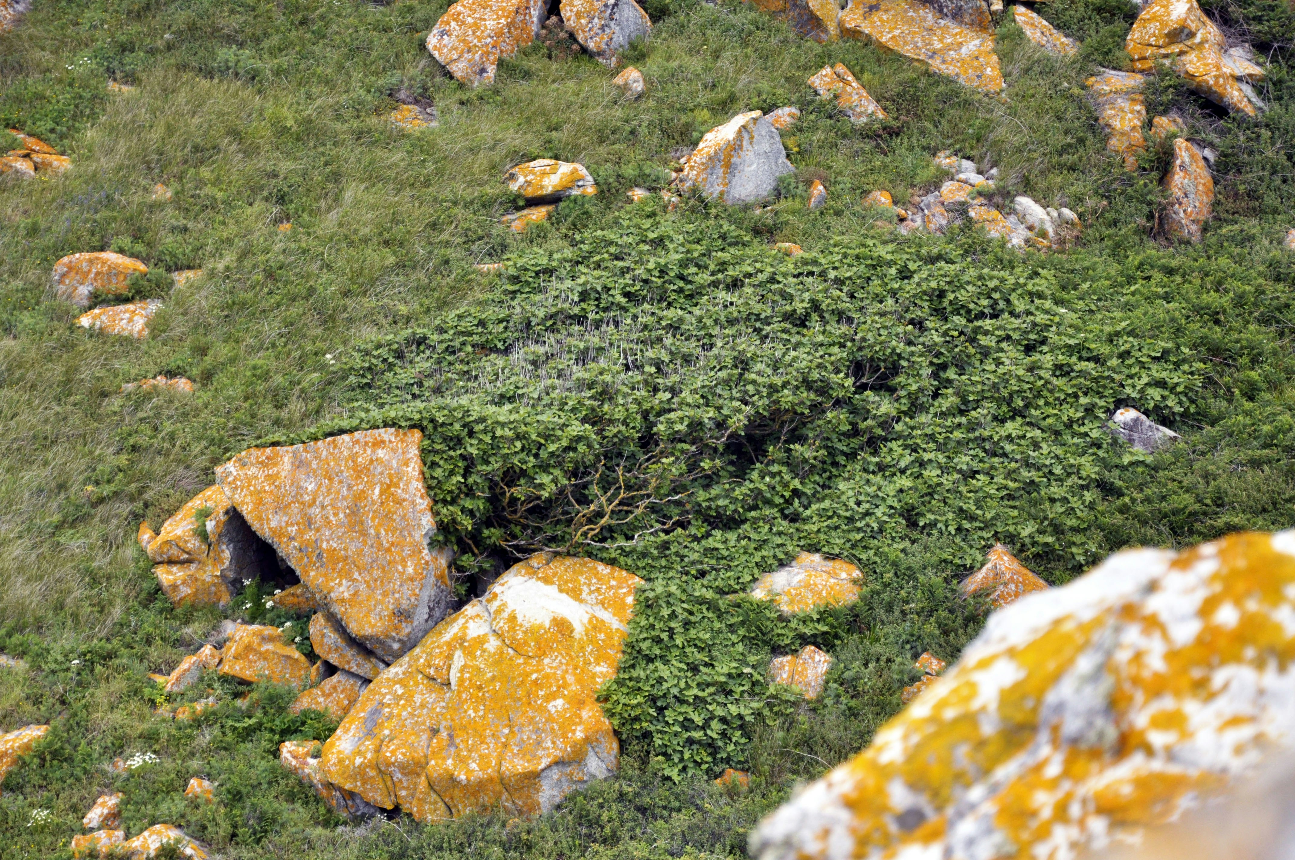 Verdant Patchwork Amid Orange-Lichen Boulders