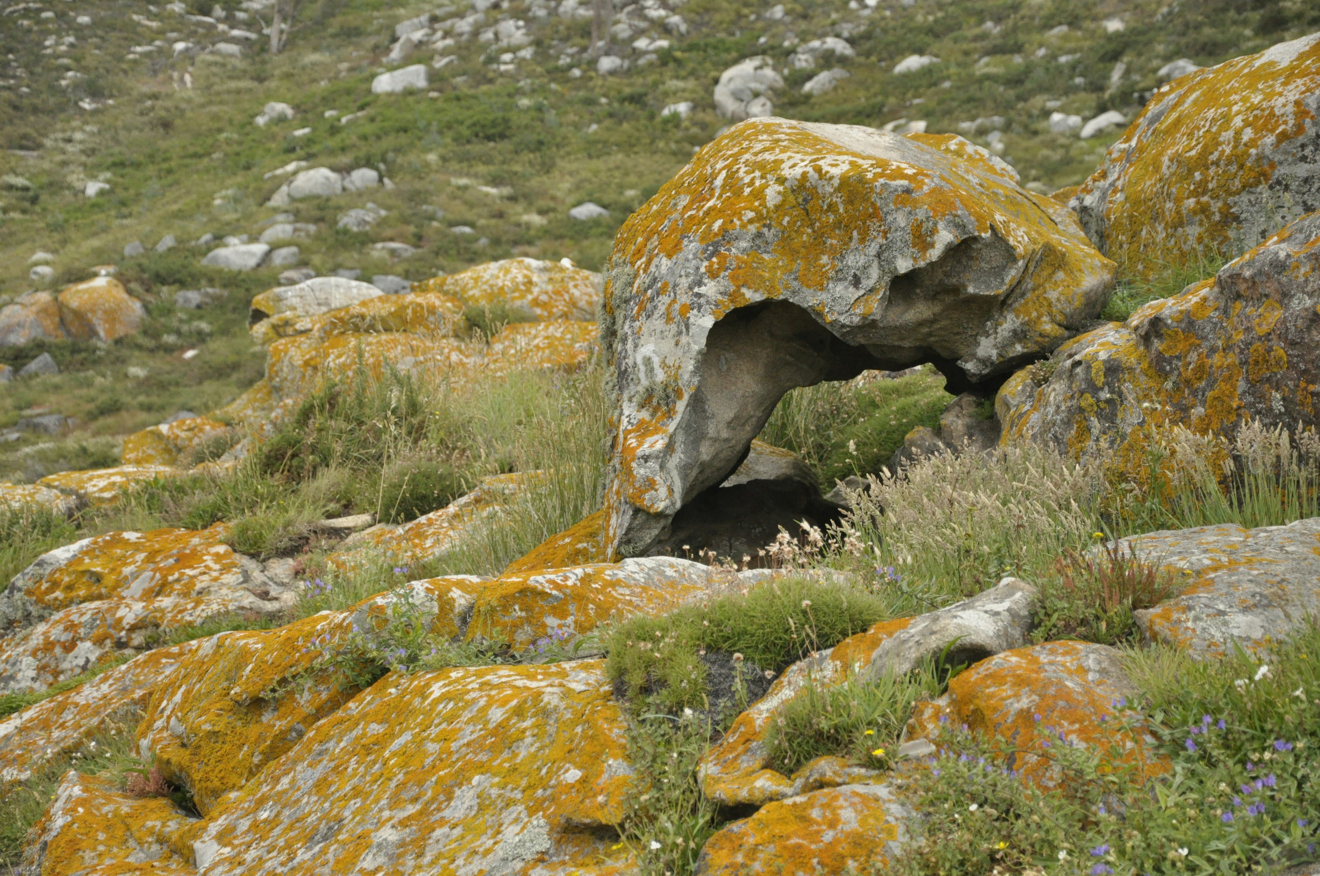 Lichen-carved rock arch in a windswept meadow