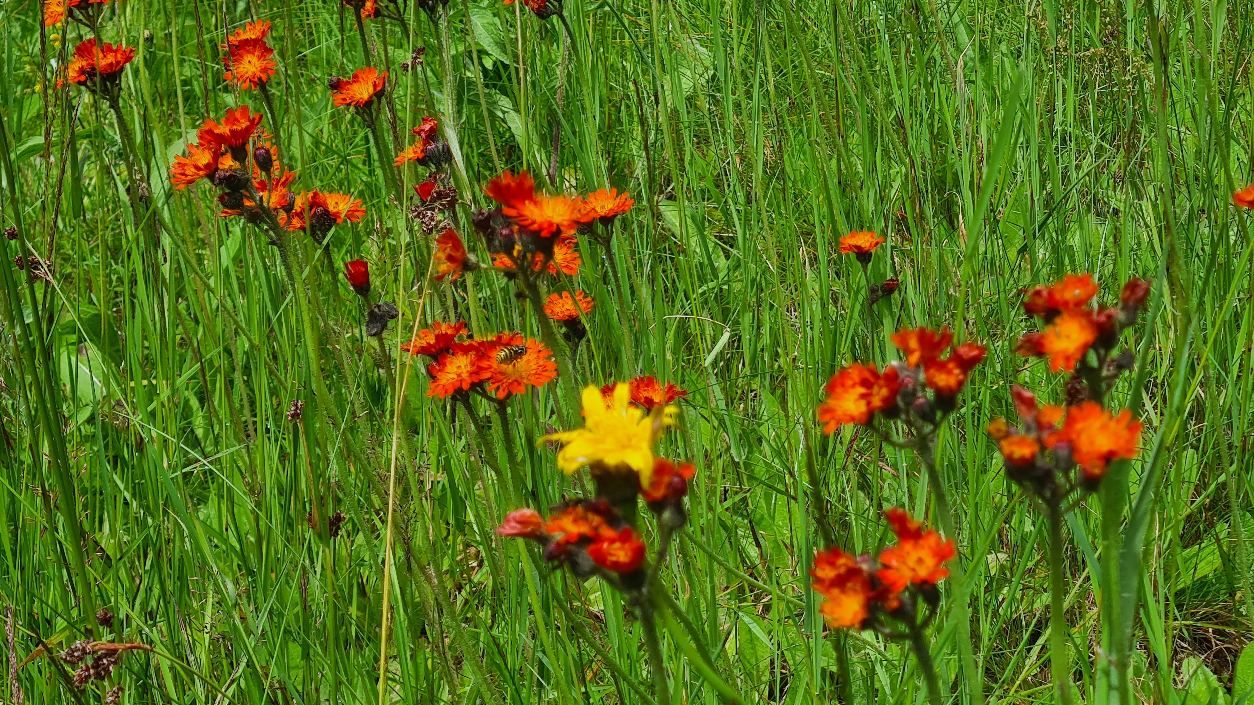 Ember Blooms in a Verdant Meadow: A Quiet Portrait