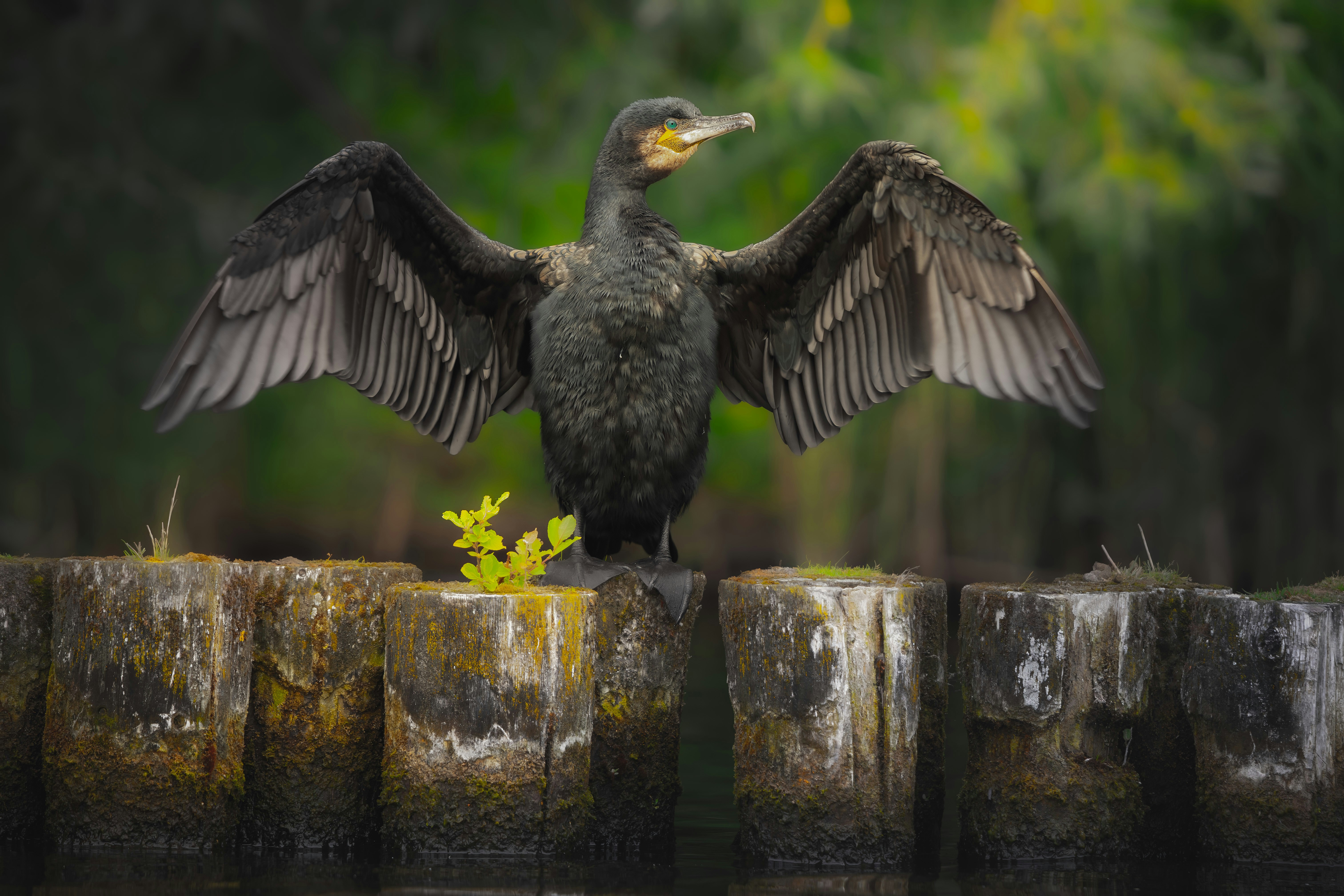 Stance on a Weathered Pier: A Cormorant Rests with Wings Outstretched