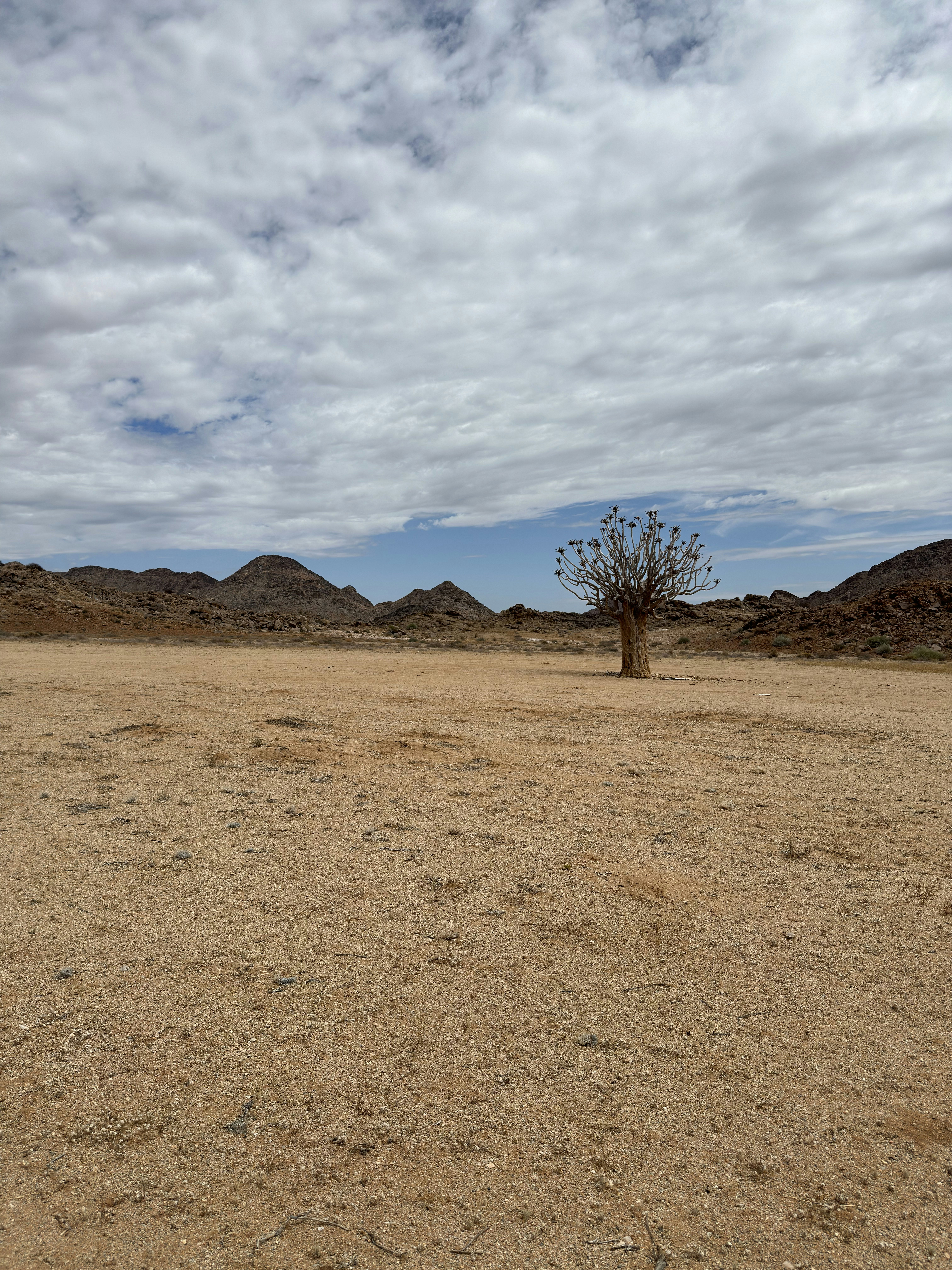 Desert Sentinel: A Lone Tree Reigns Over Cracked Ground