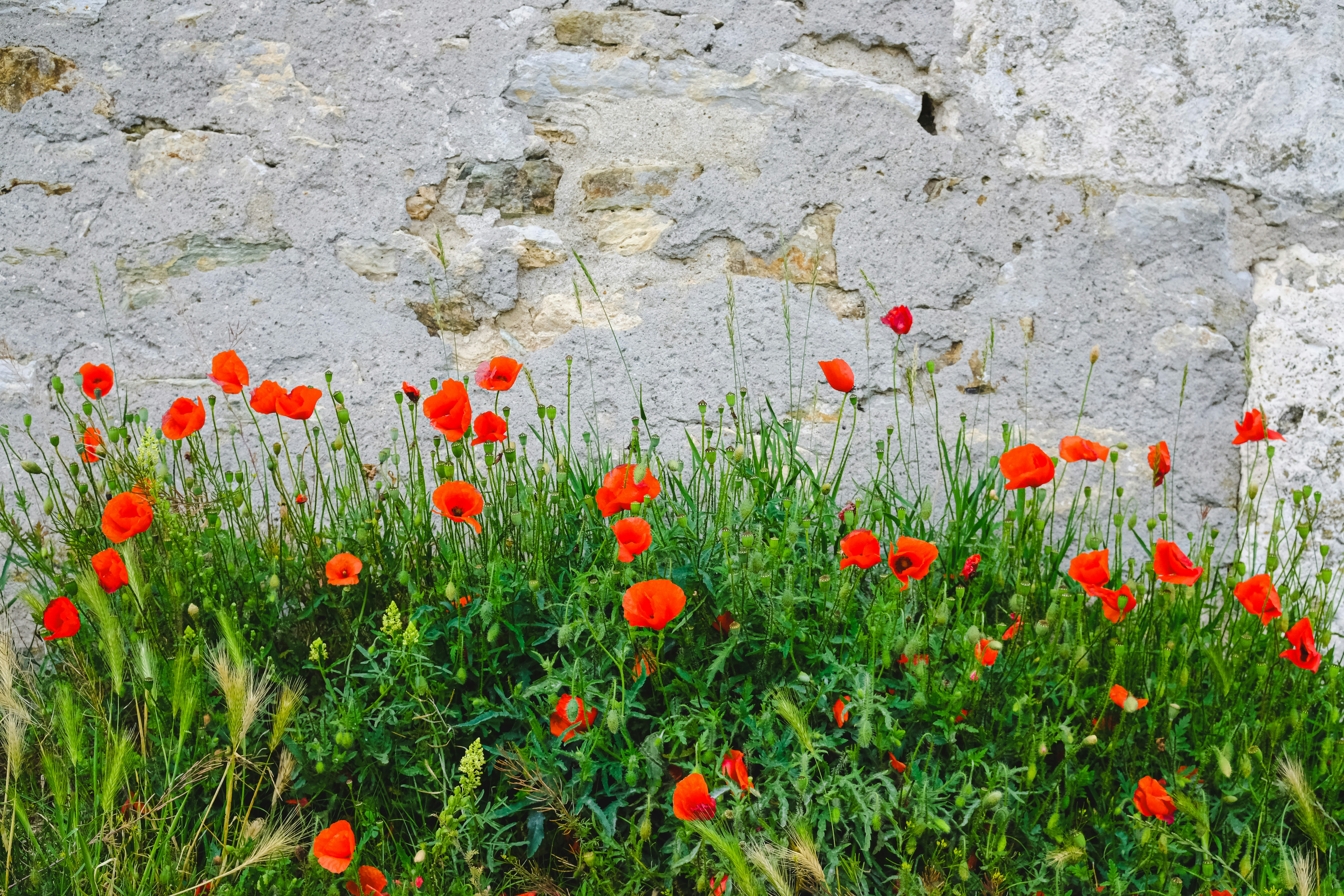 Scarlet Symphony Against Stone
