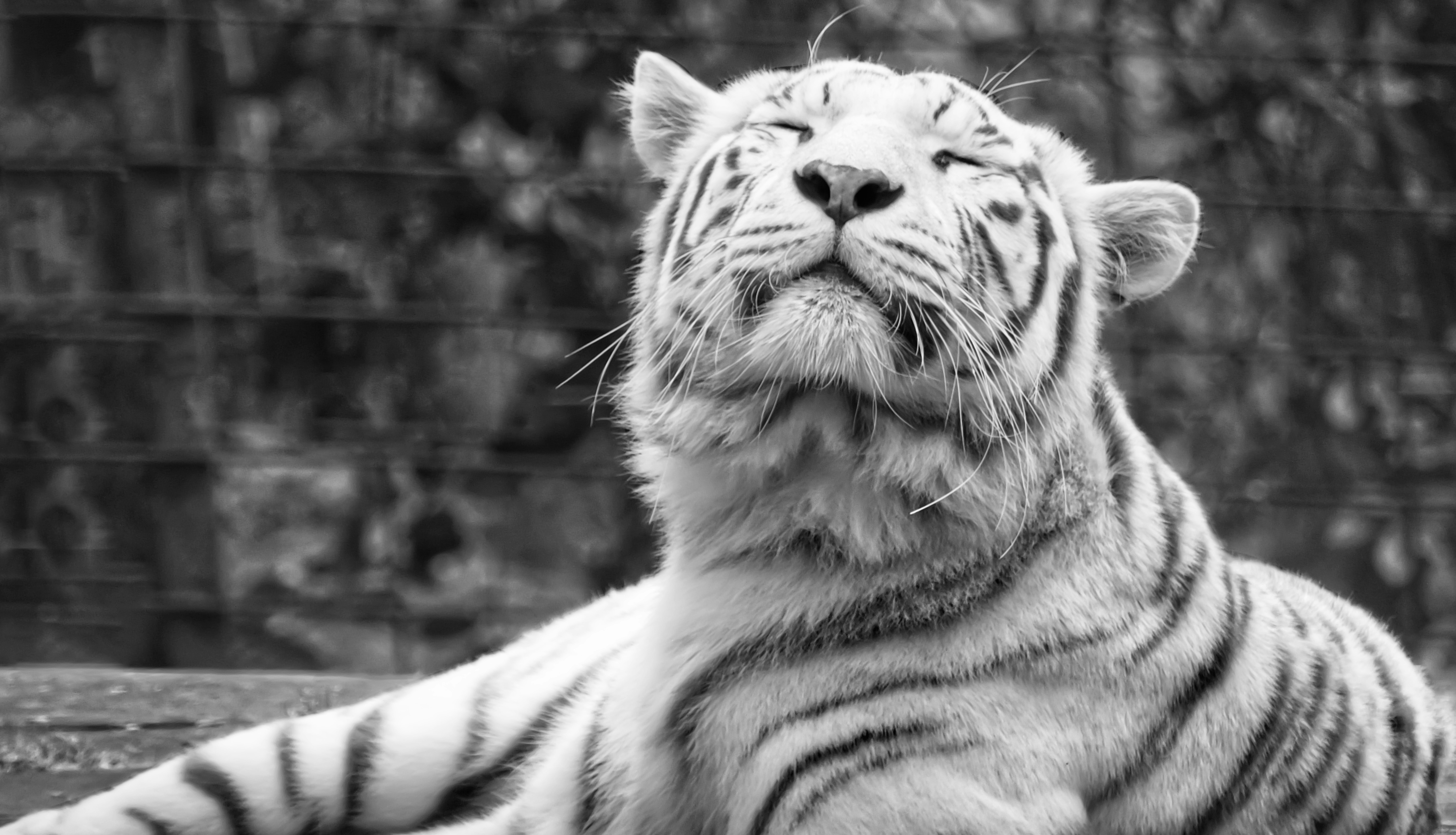 White tiger resting peacefully on a wooden surface with eyes gently closed.