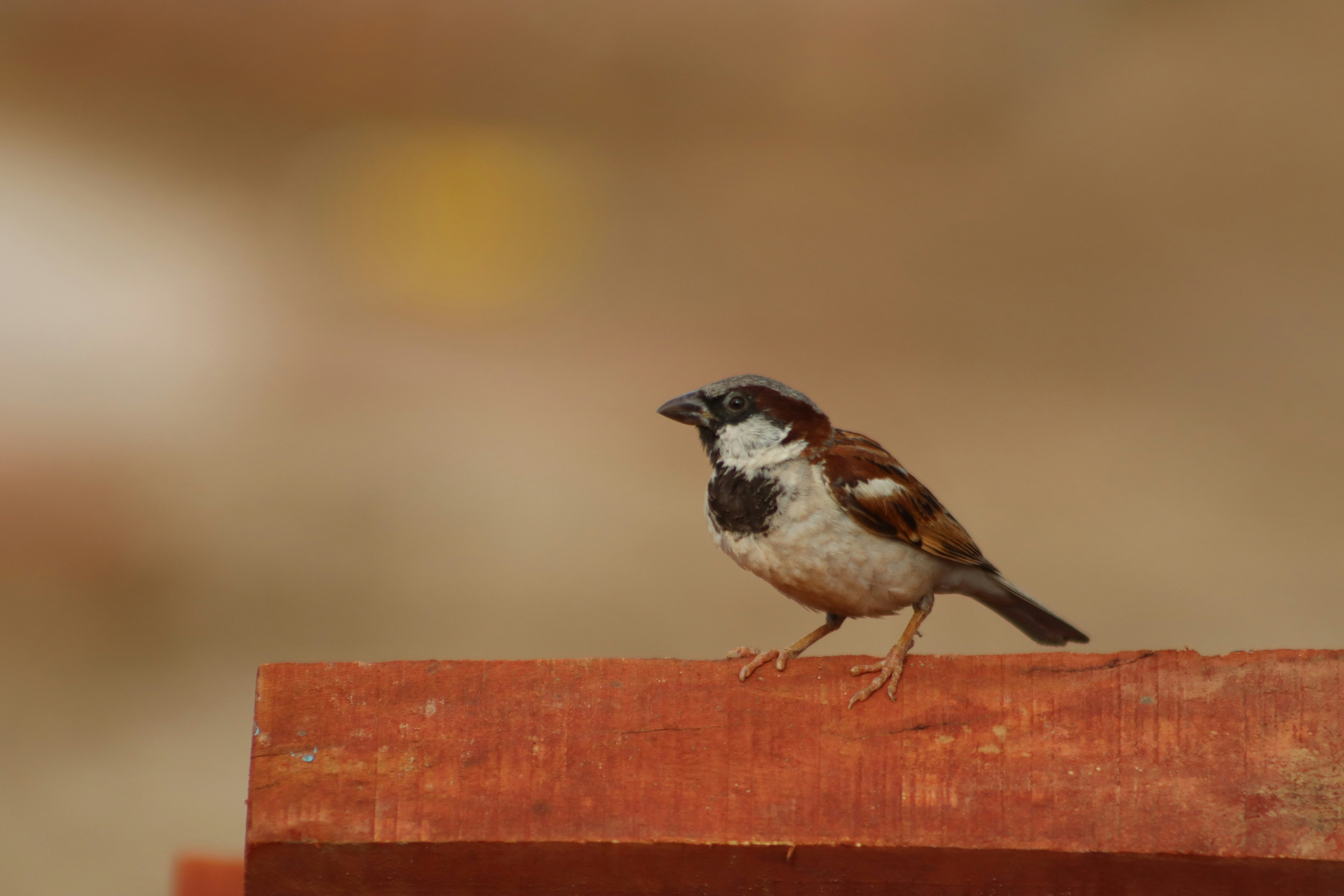 A small bird perched on a piece of wood