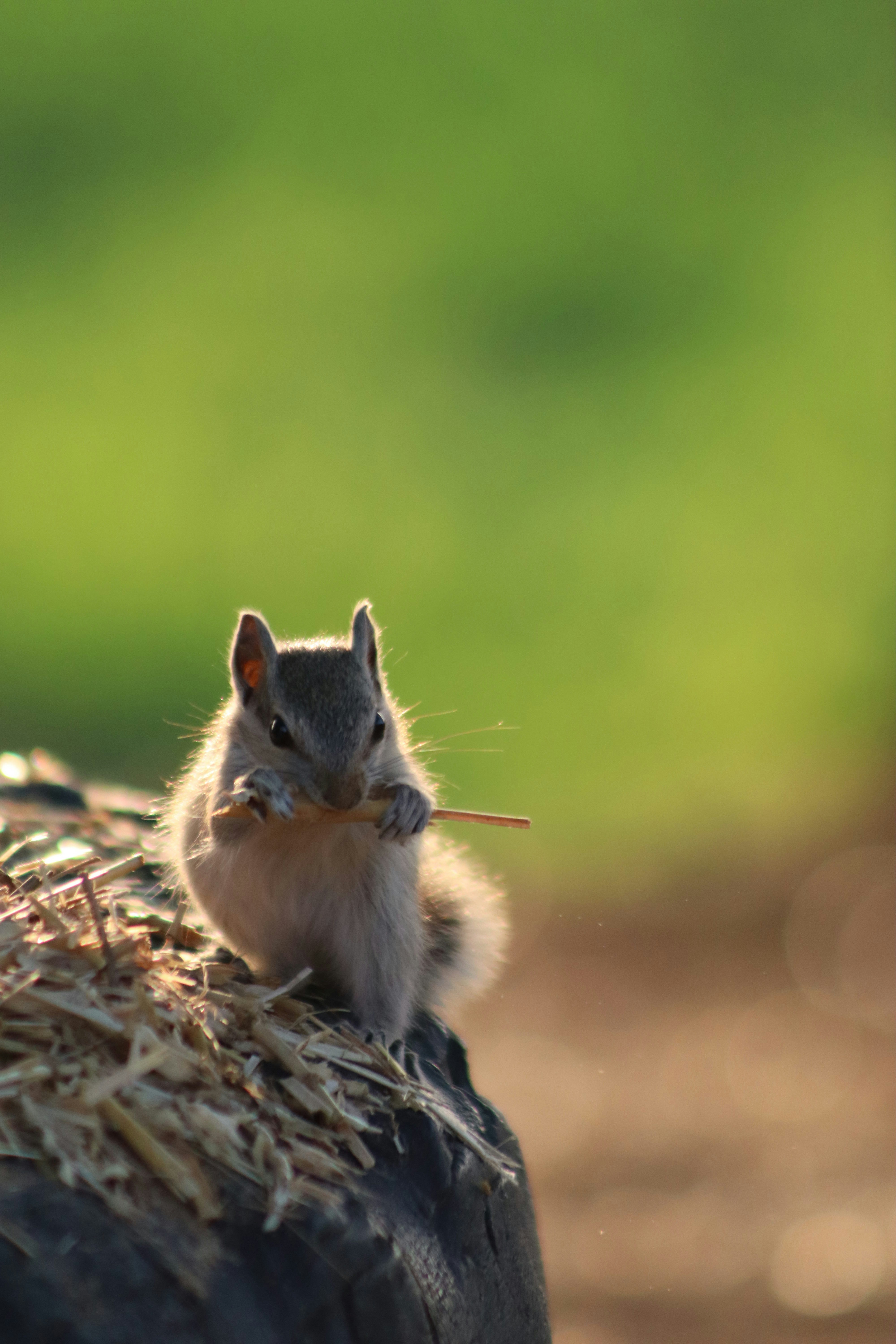 A squirrel sitting on top of a pile of hay