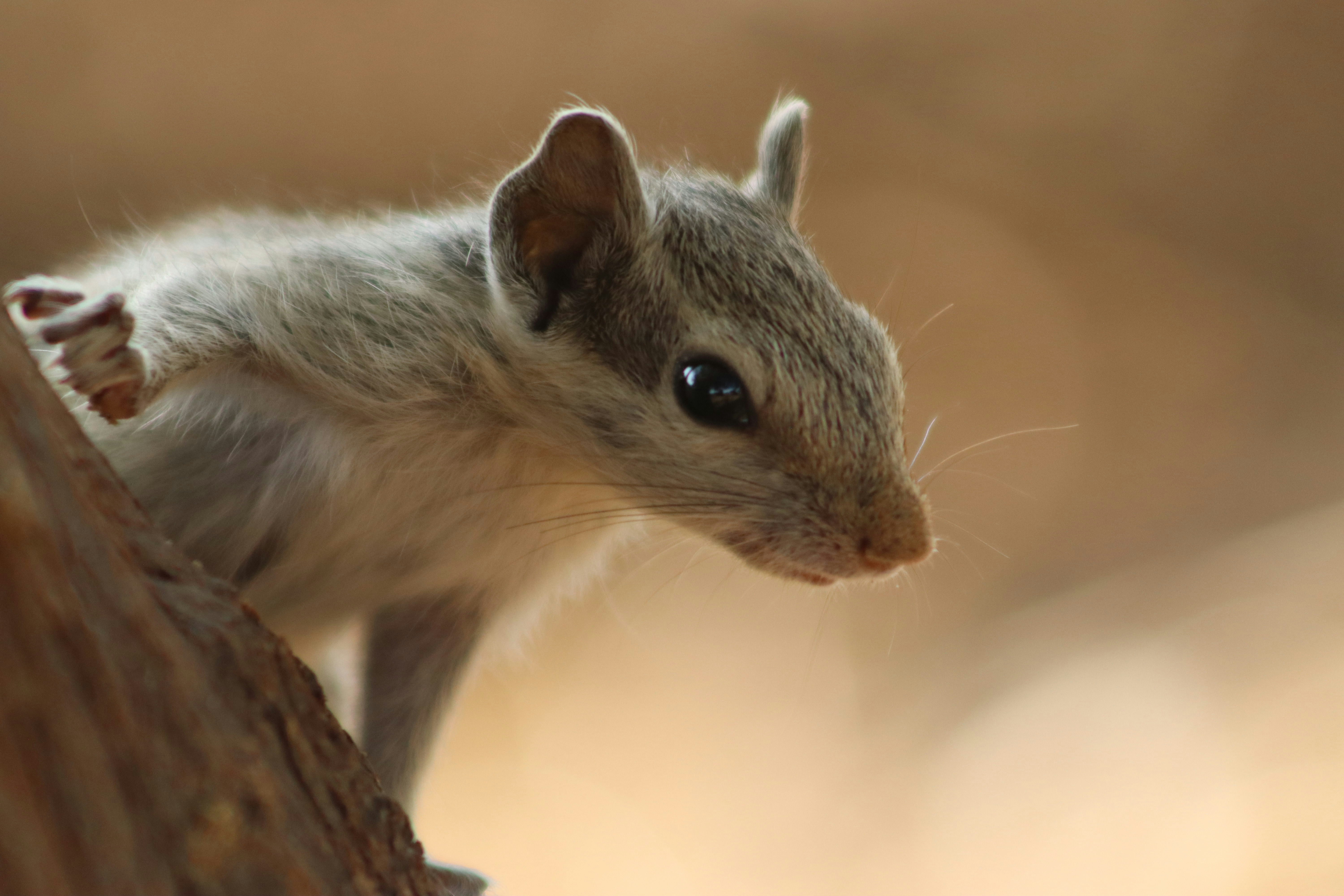 The Curious Leap: Squirrel Gripping the Bark