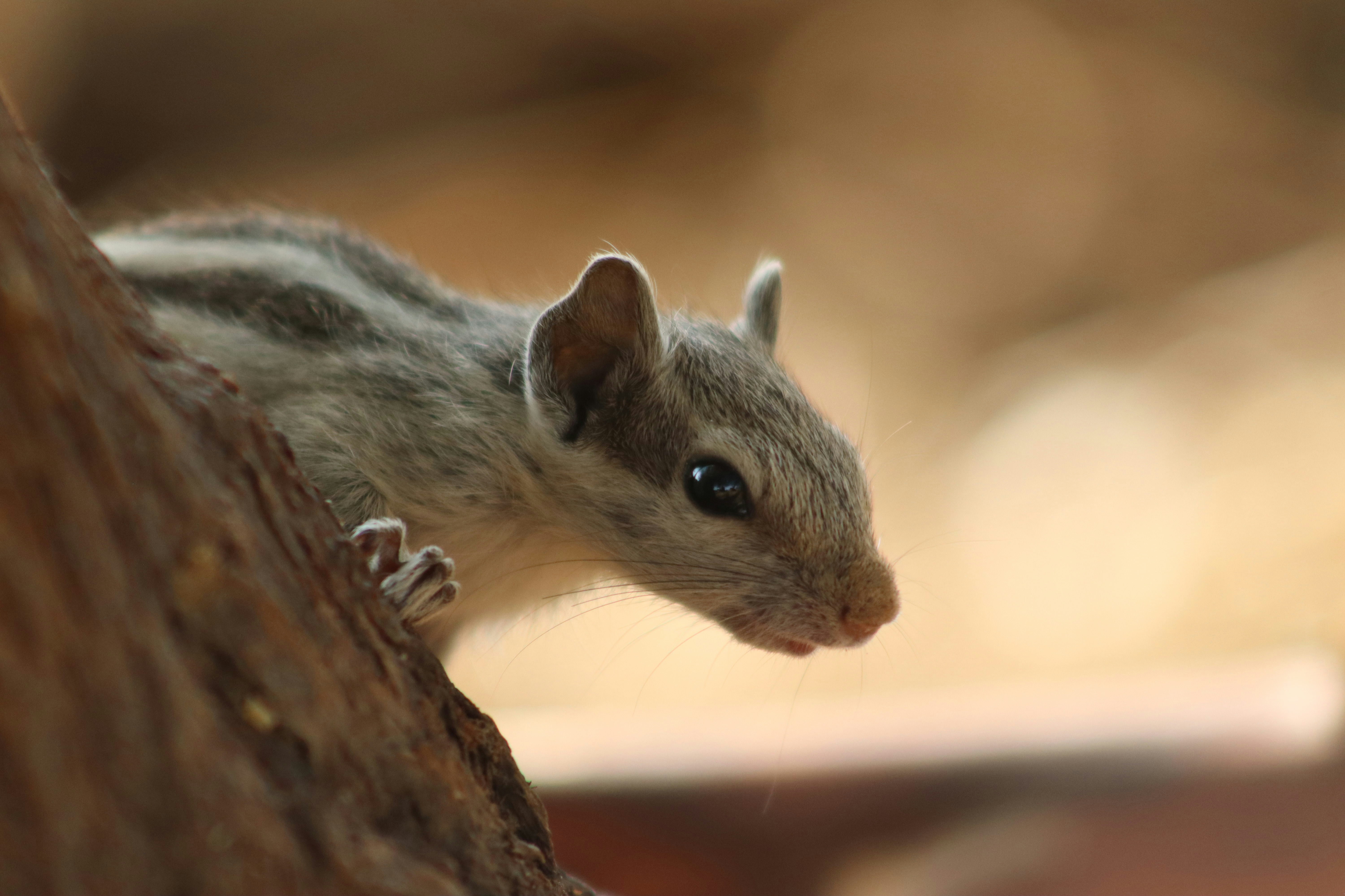 A close up of a small animal on a tree photo – Free Animal Image on ...