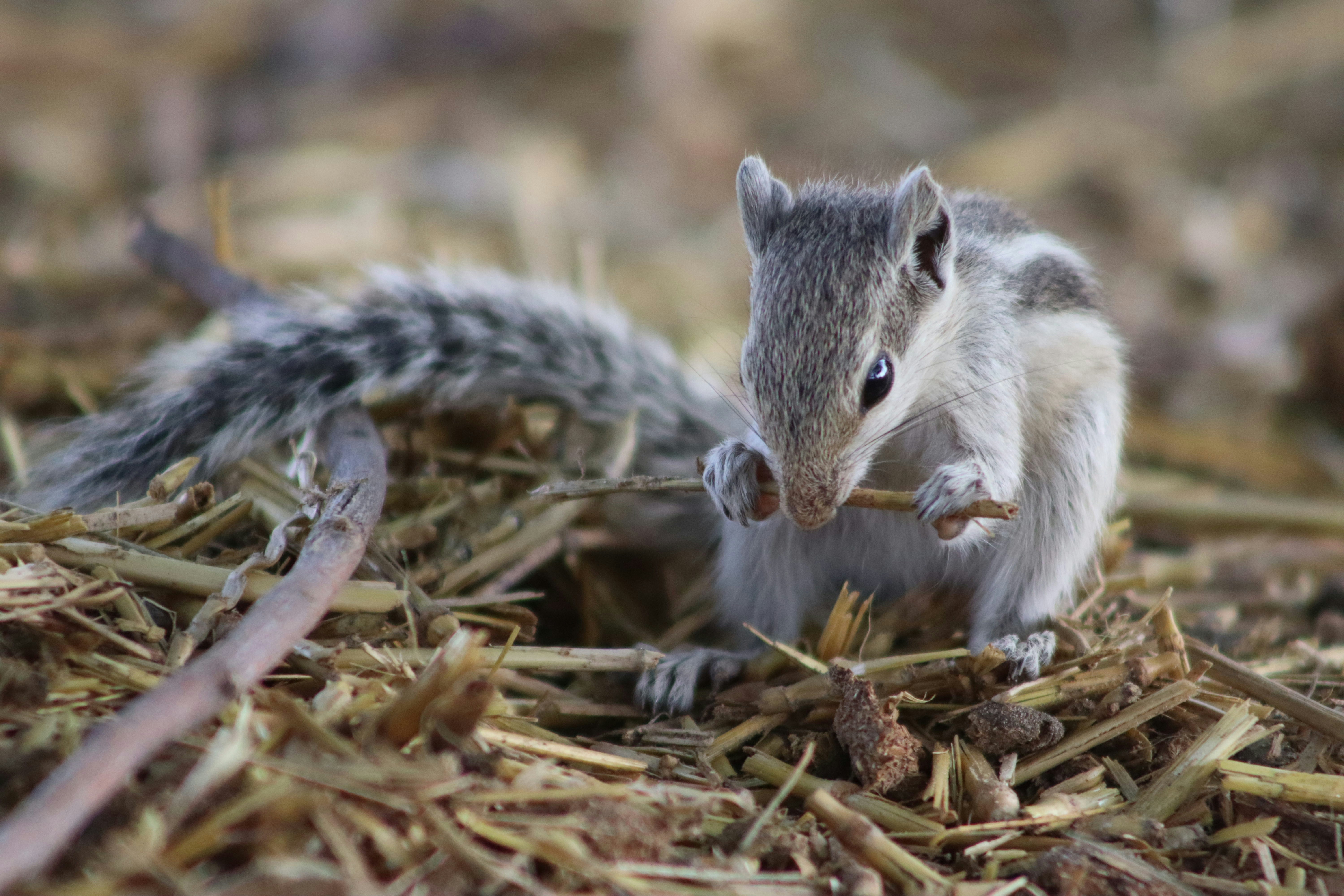 Nibbling Squirrelling Amid Cedar Shavings