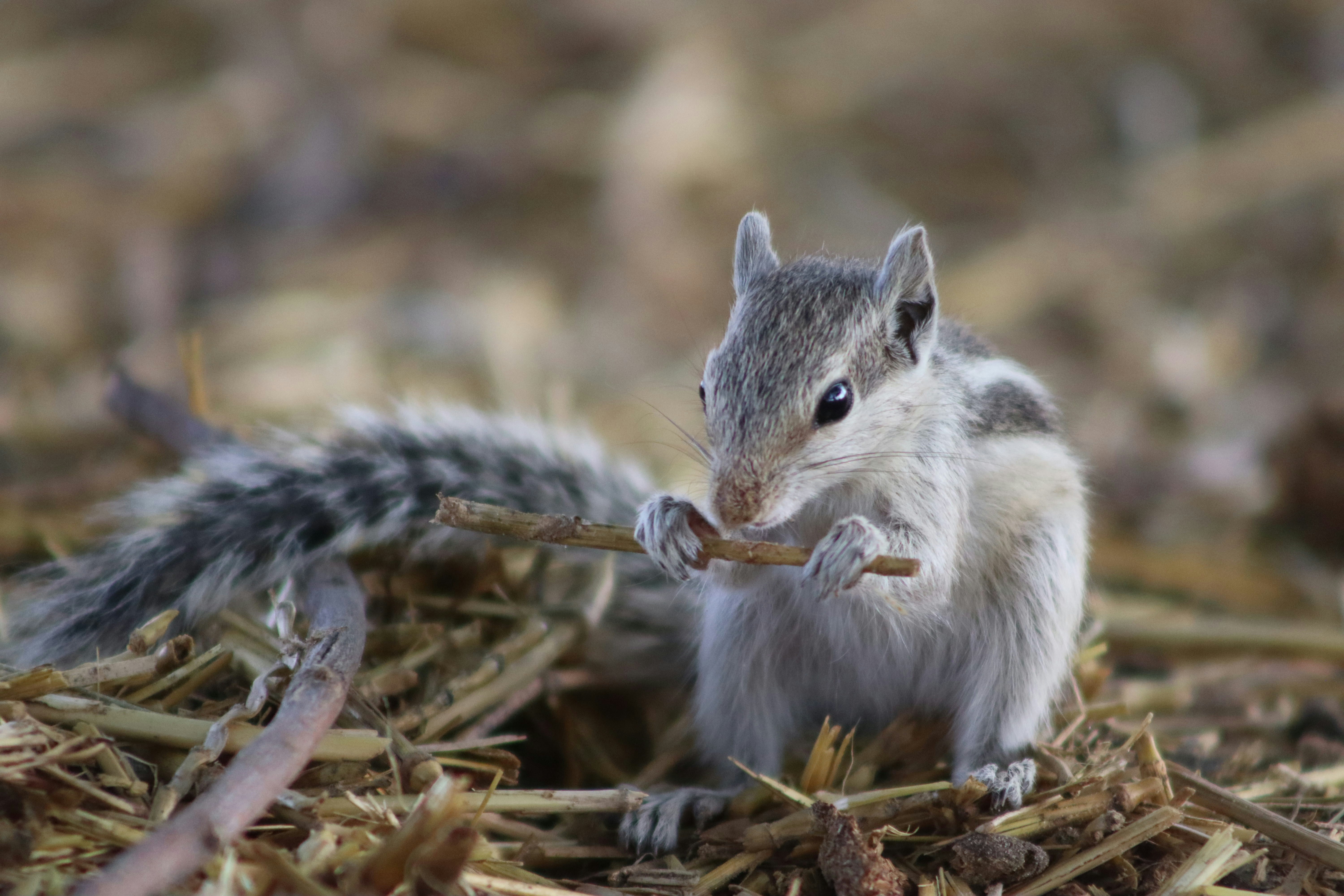 A small squirrel eating a stick in a field photo – Free Grey Image on ...