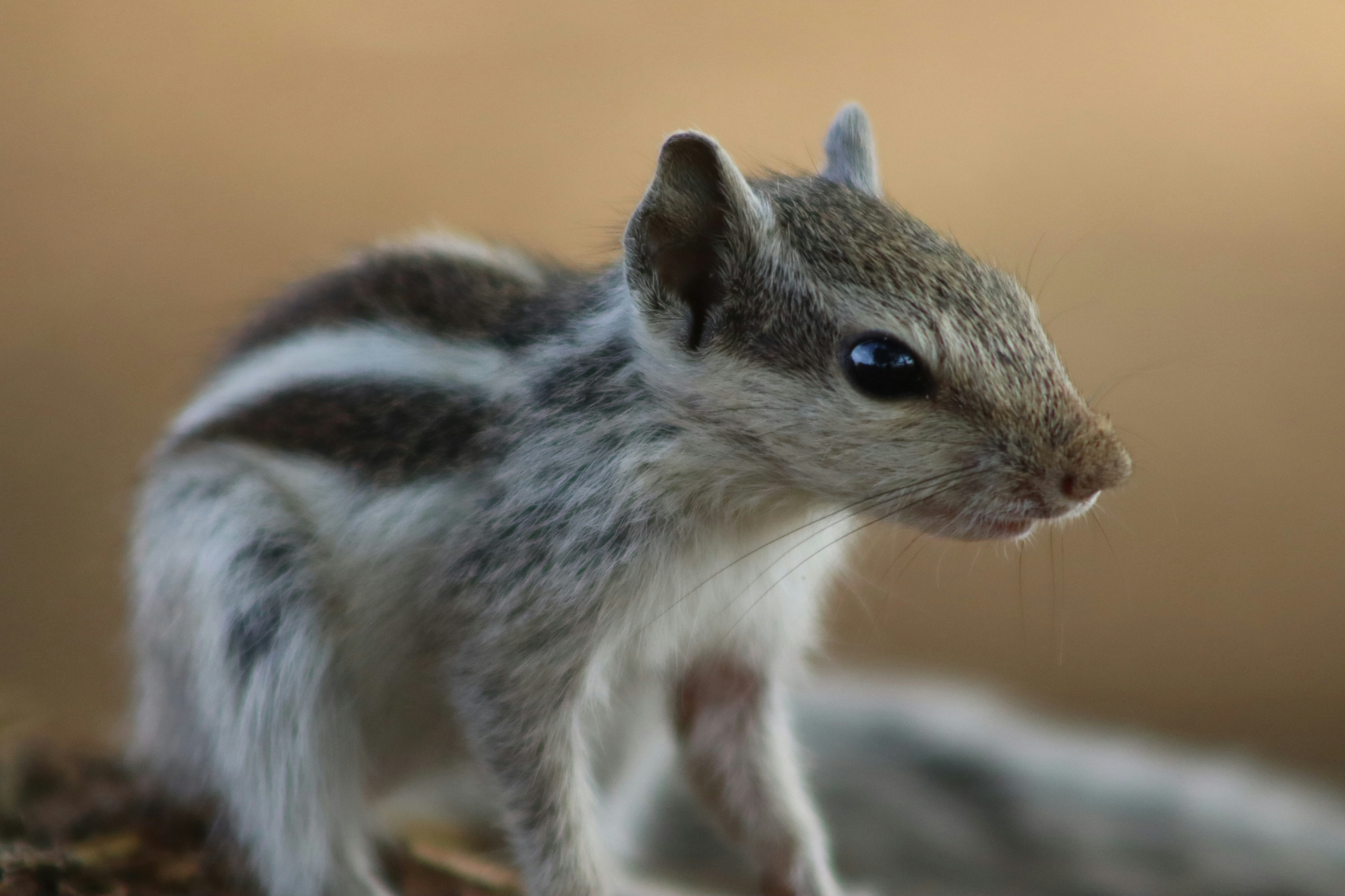 Dawn-Soft Chipmunk: A Sunlit Moment on Warm Stone