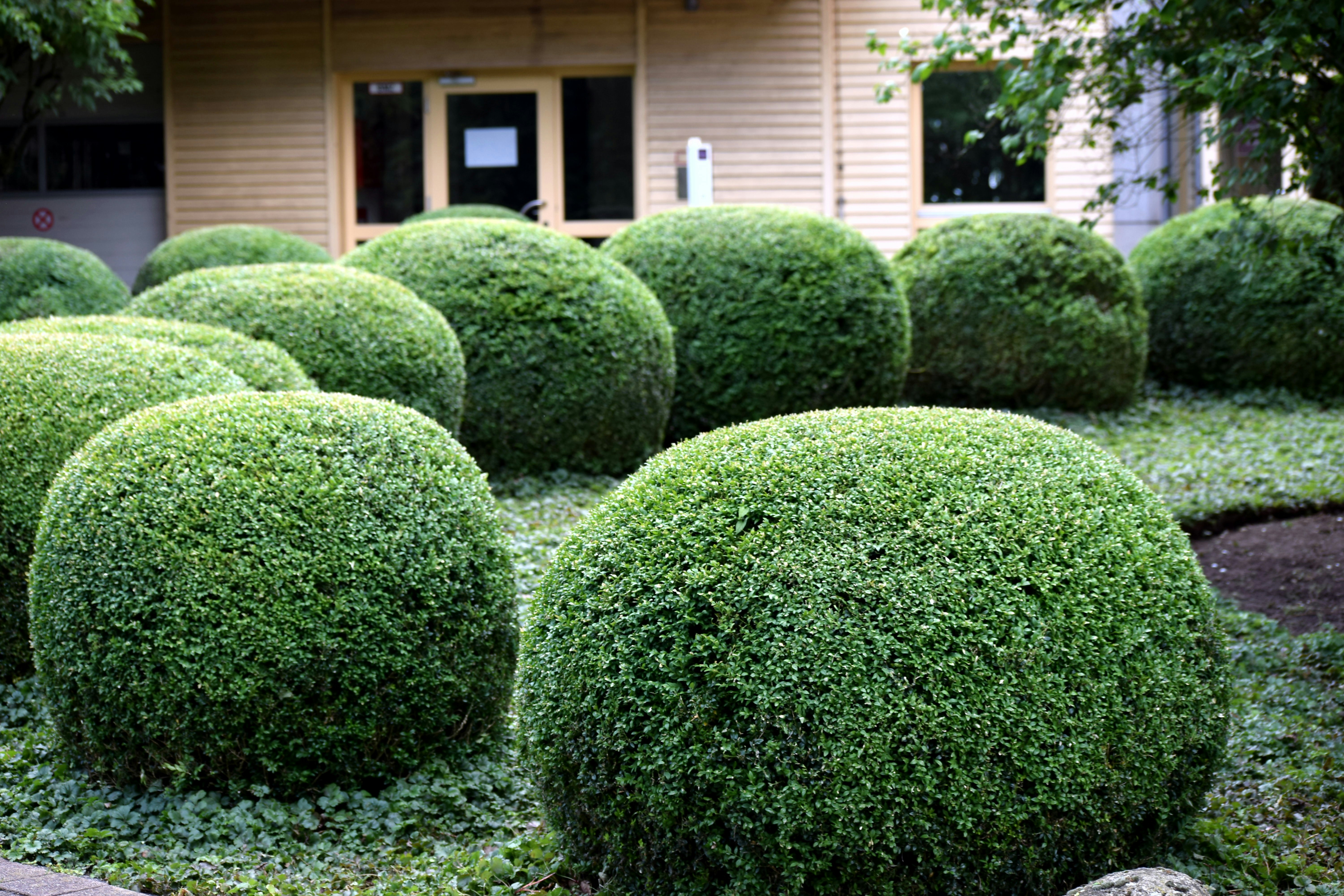 A group of bushes in front of a house photo – Free Vegetation Image on ...