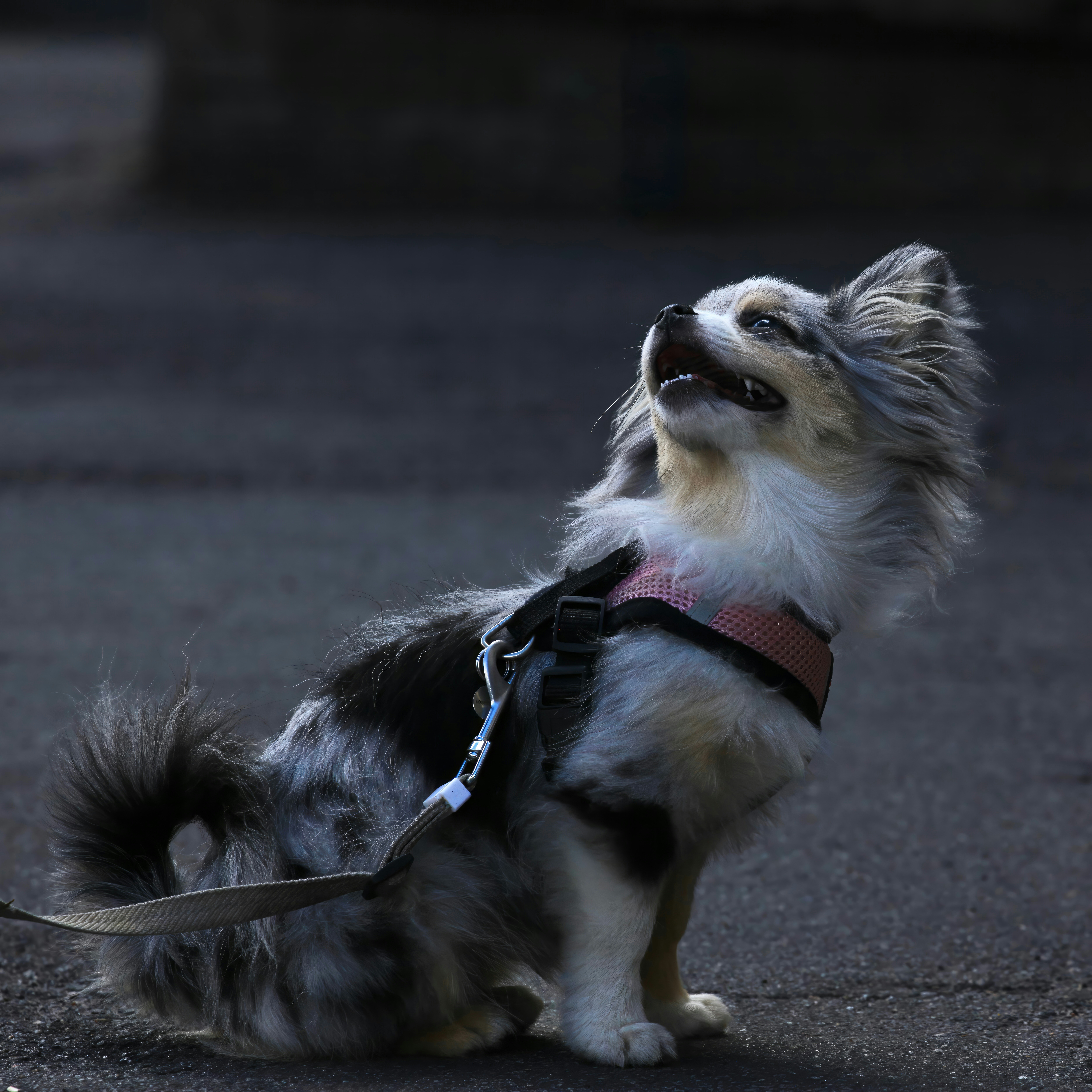 Curious Leash-Ready Purr: A Small Dog Aglow in Morning Light